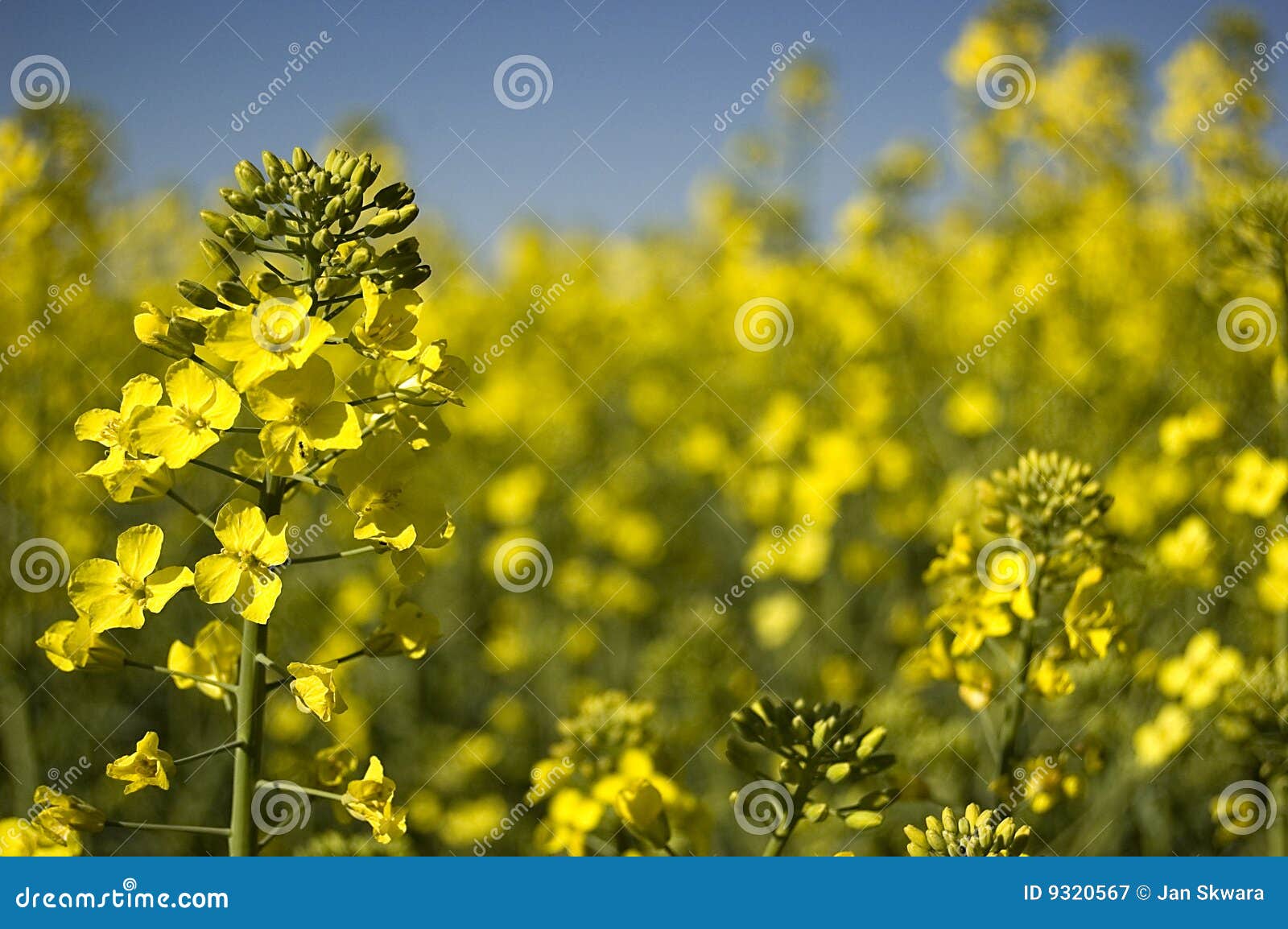 Canola field stock image. Image of bright, golden, green - 9320567