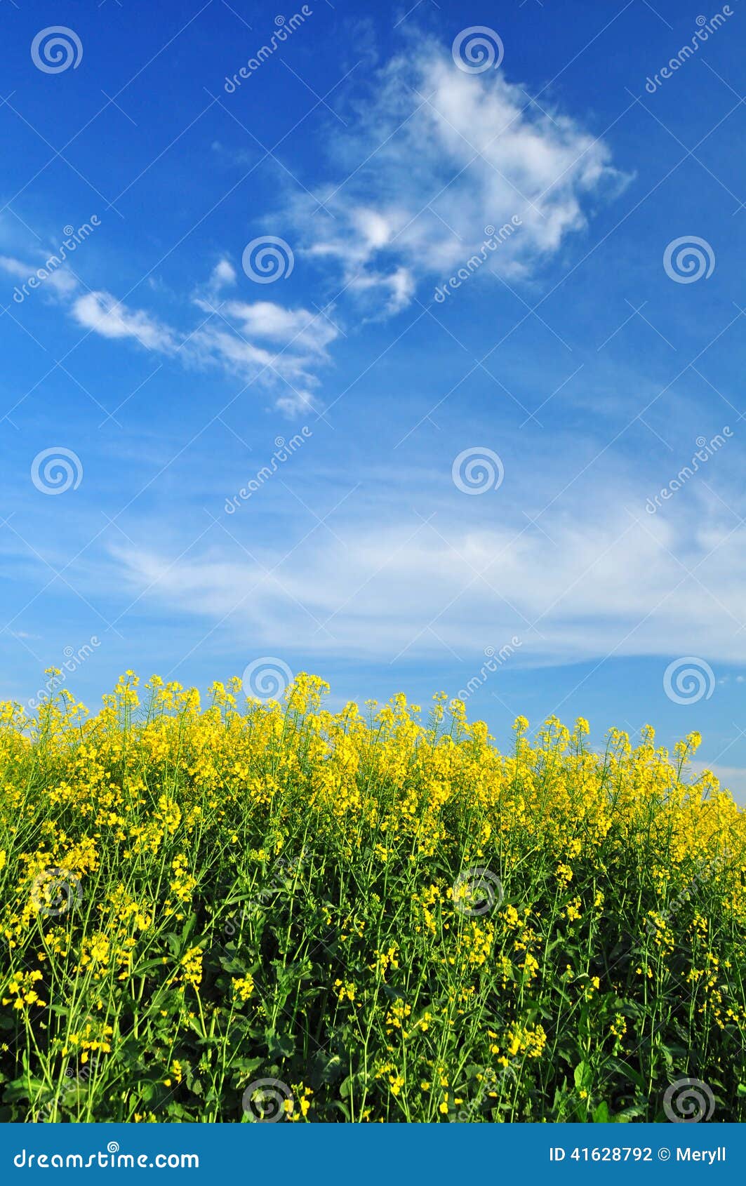 Canola field backround stock photo. Image of growth, blue - 41628792