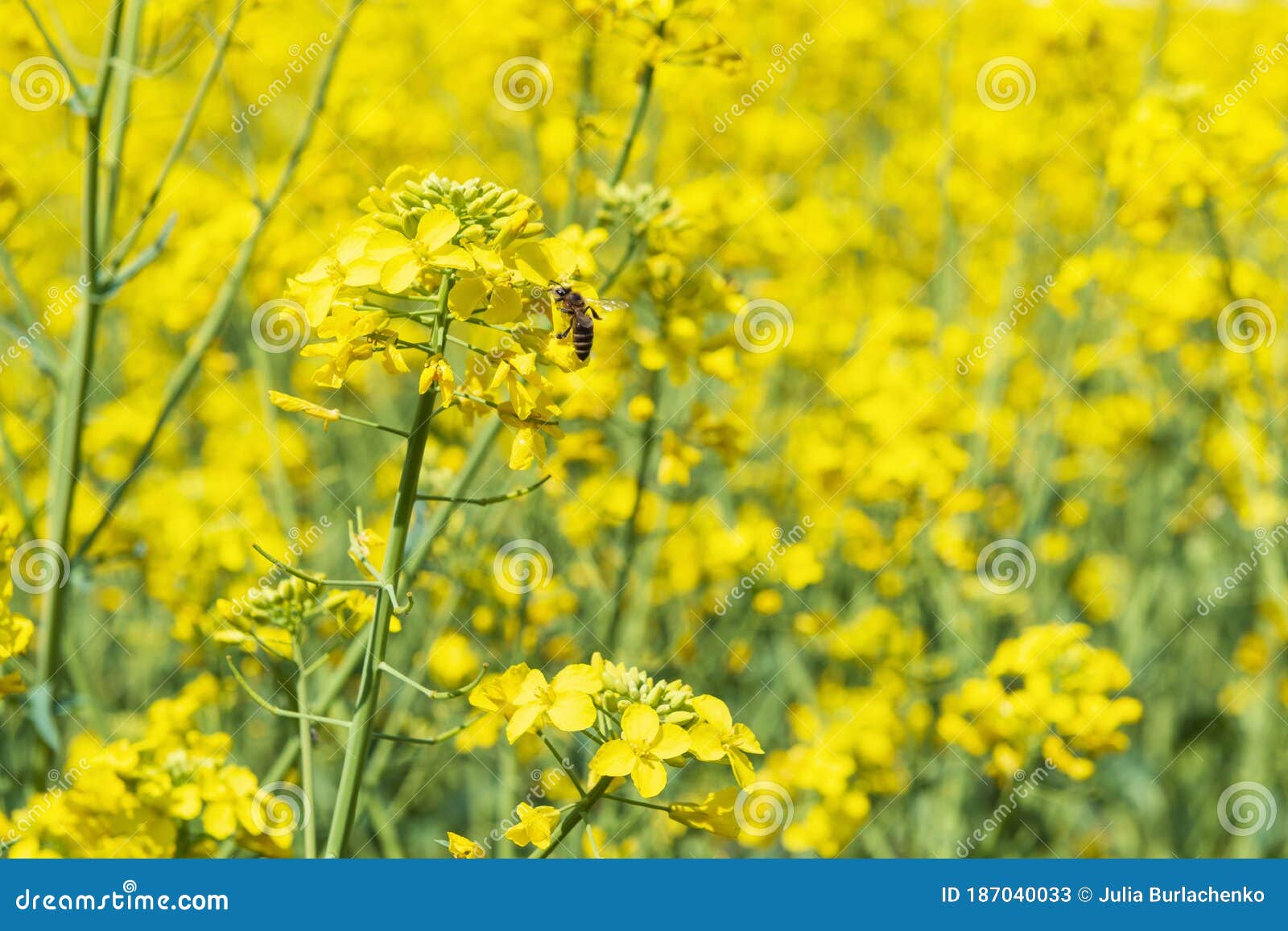 Bee Pollinating a Rapeseed Flower Stock Image - Image of honey, nature ...