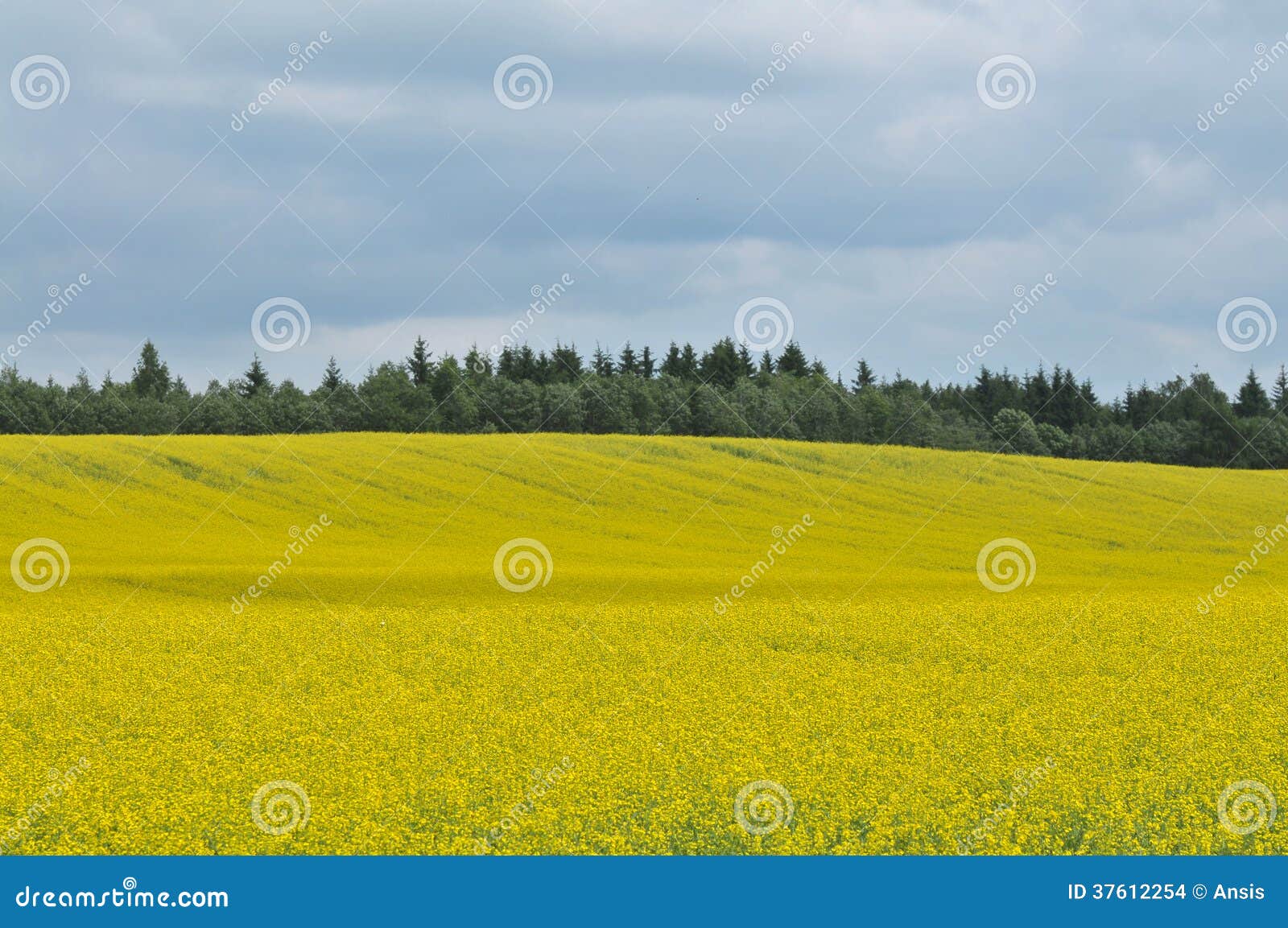 Canola field in bloom stock photo. Image of canola, nature - 37612254