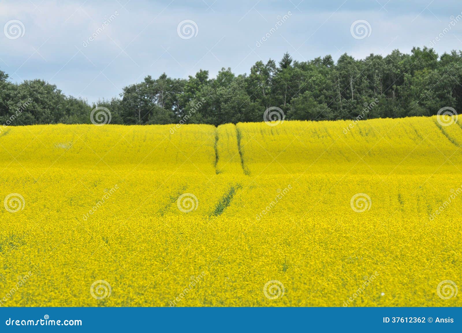 Canola field in bloom stock photo. Image of flower, farm - 37612362