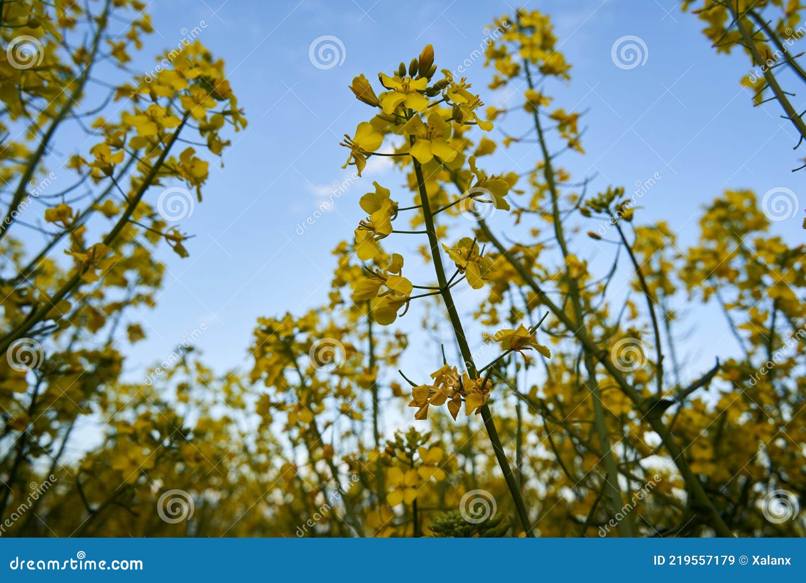 Canola field in bloom stock image. Image of grass, clouds - 219557179