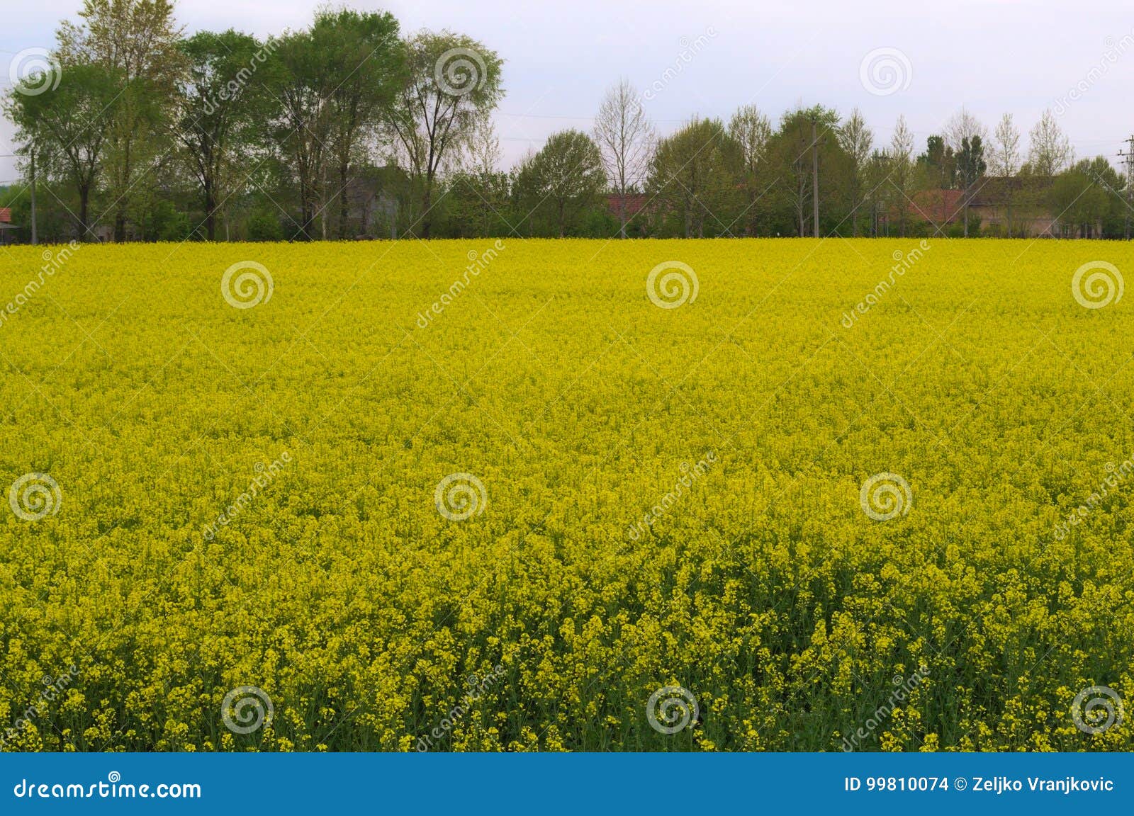 Canola Field Blooming during Spring Stock Photo - Image of crop, plant ...