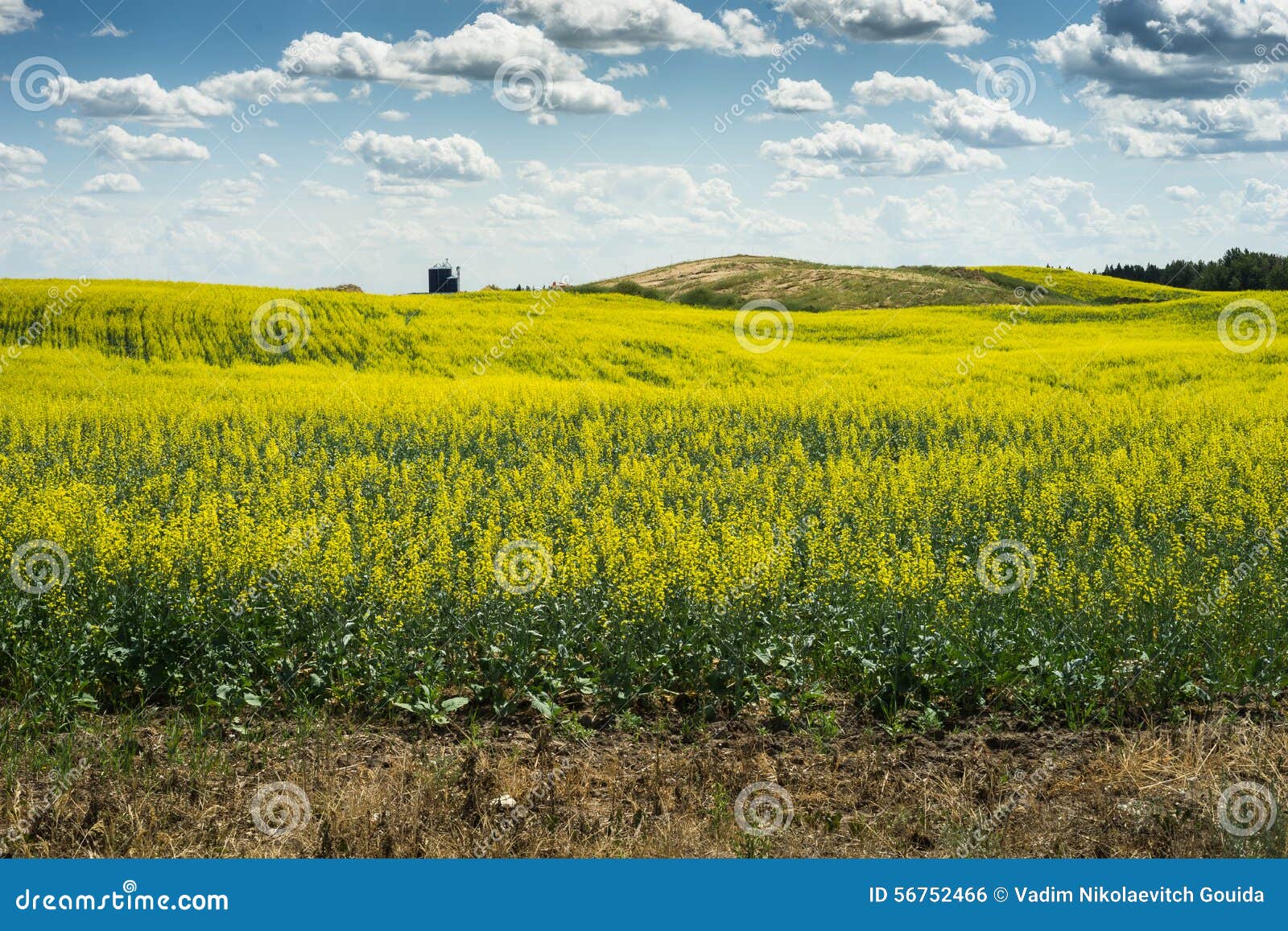 Canola Field in Early Blooming Stock Photo - Image of blooming, silos ...