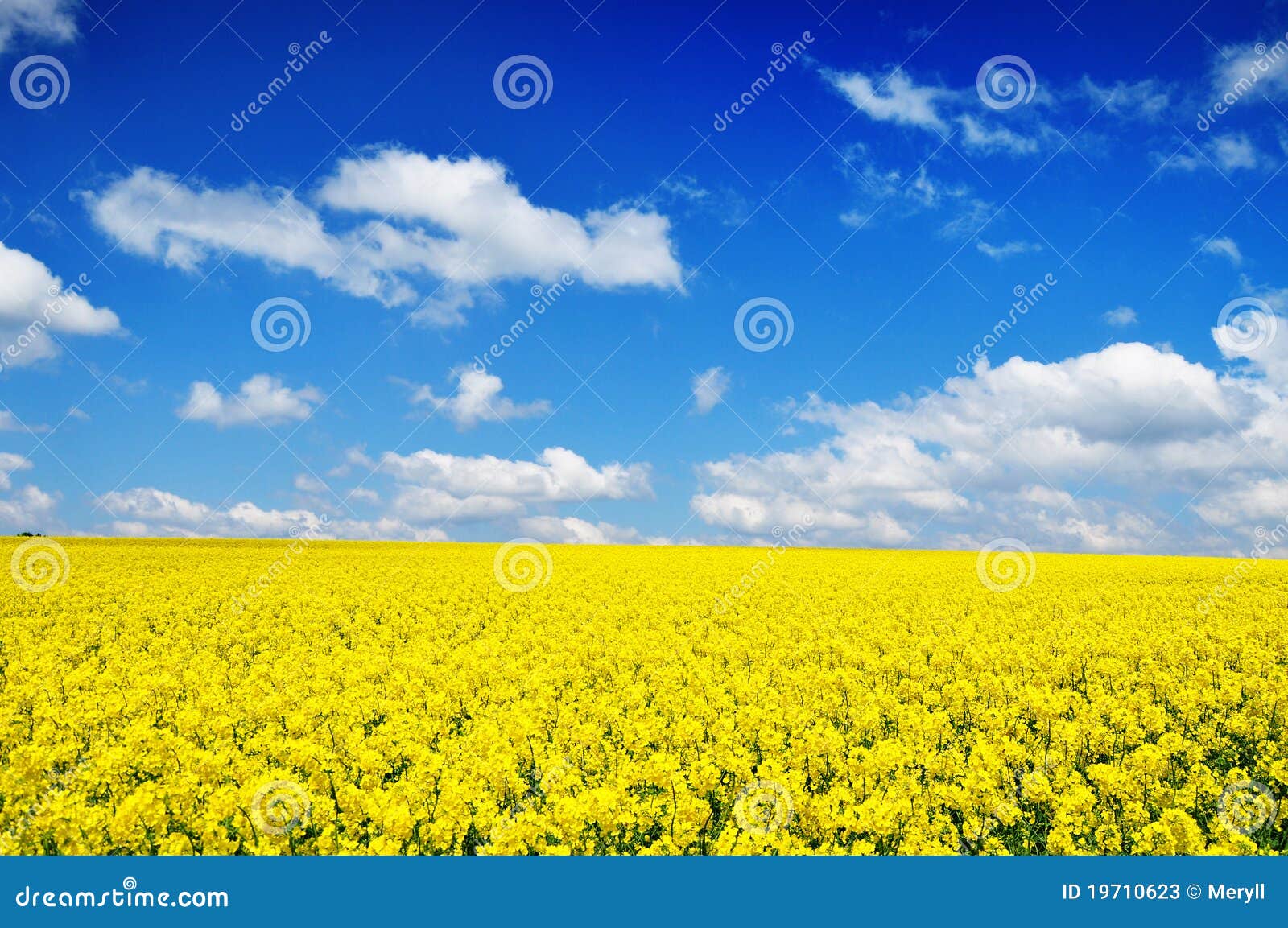 Field Of Canola Stock Photography | CartoonDealer.com #254492