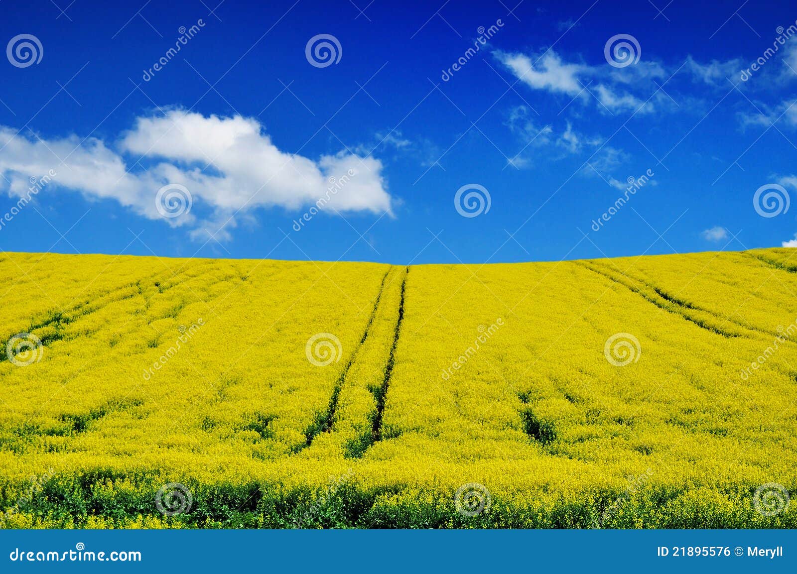 Canola field, rapeseed stock photo. Image of crop, field - 21895576