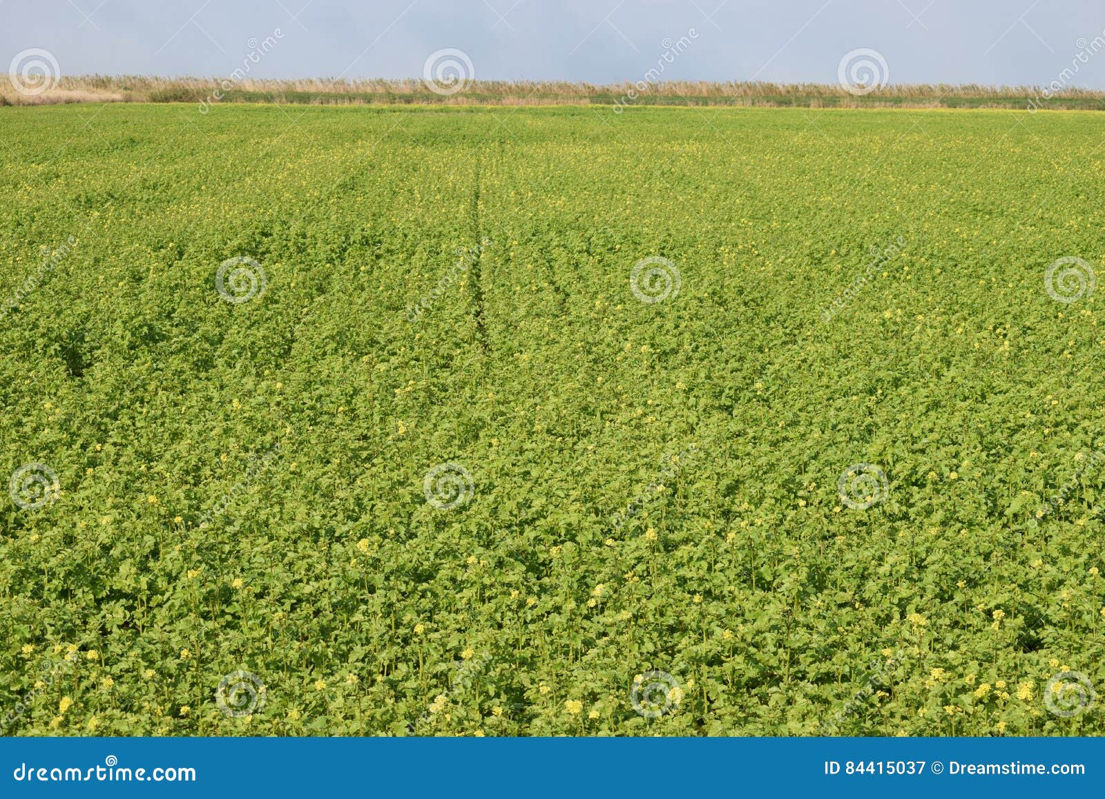Canola field stock image. Image of planted, fall, organics - 84415037