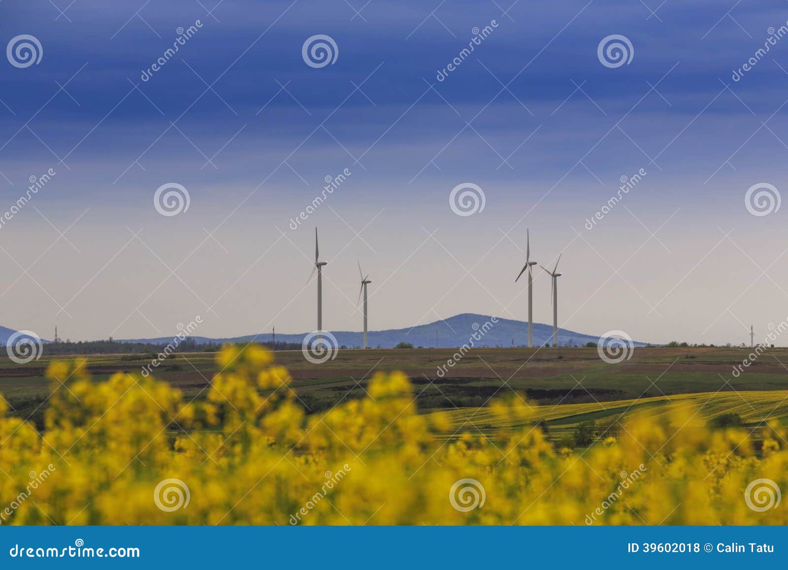 Canola field in rural area stock photo. Image of landscape - 39602018