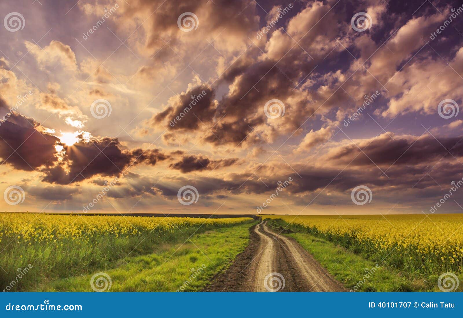 Canola field in rural area stock image. Image of food - 40101707