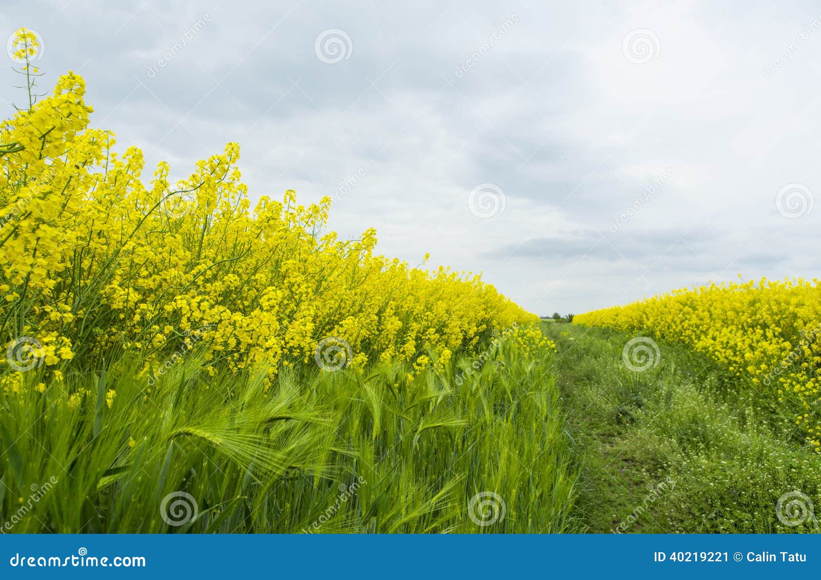 Canola field in rural area stock image. Image of clouds - 40219221