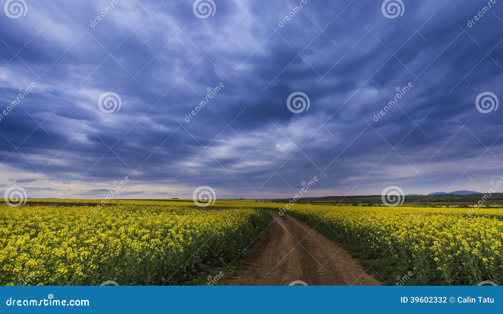 Canola field in rural area stock photo. Image of floral - 39602332