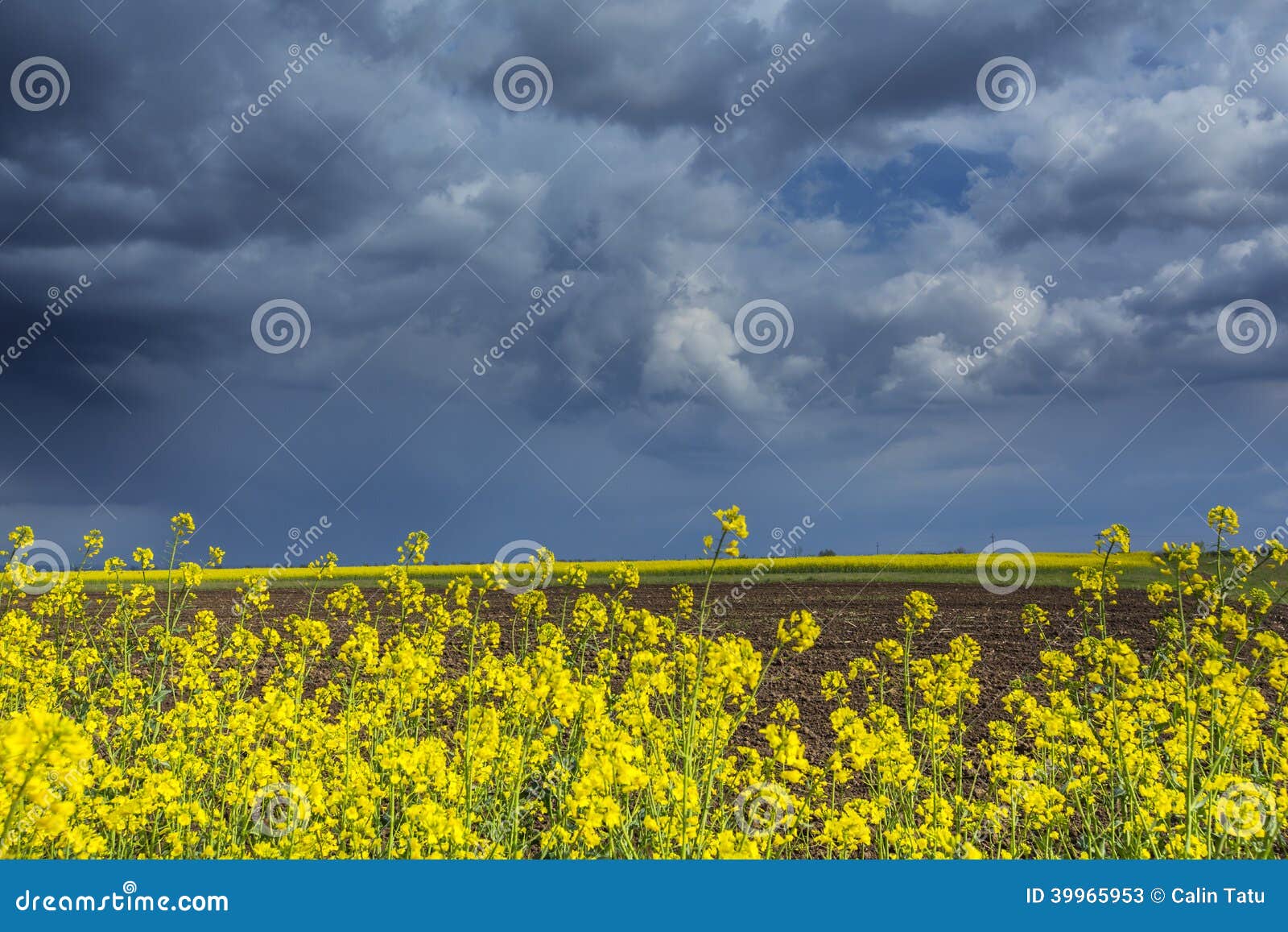 Canola field in rural area stock image. Image of landscape - 39965953