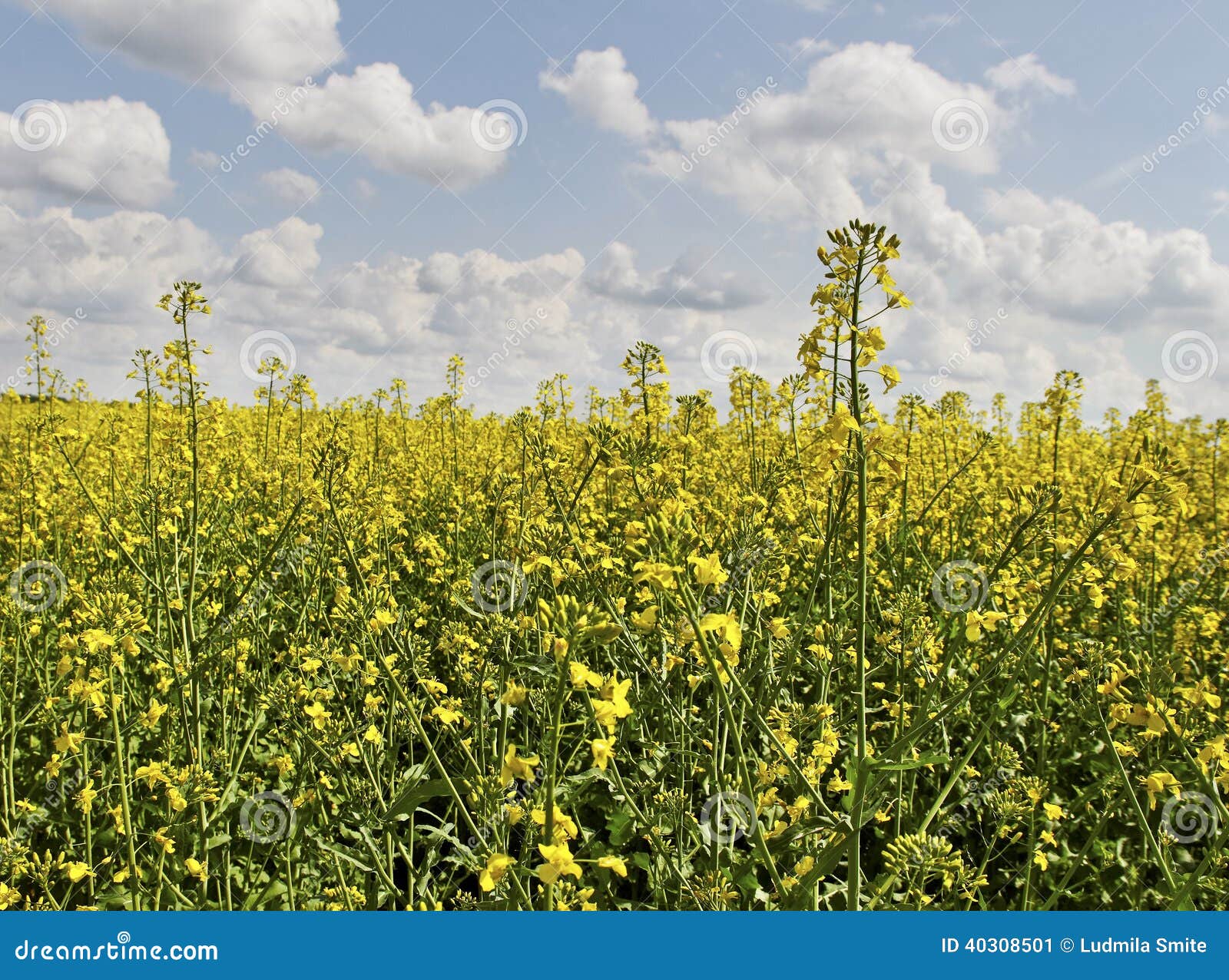 Canola field. stock image. Image of fields, bright, oilseed - 40308501