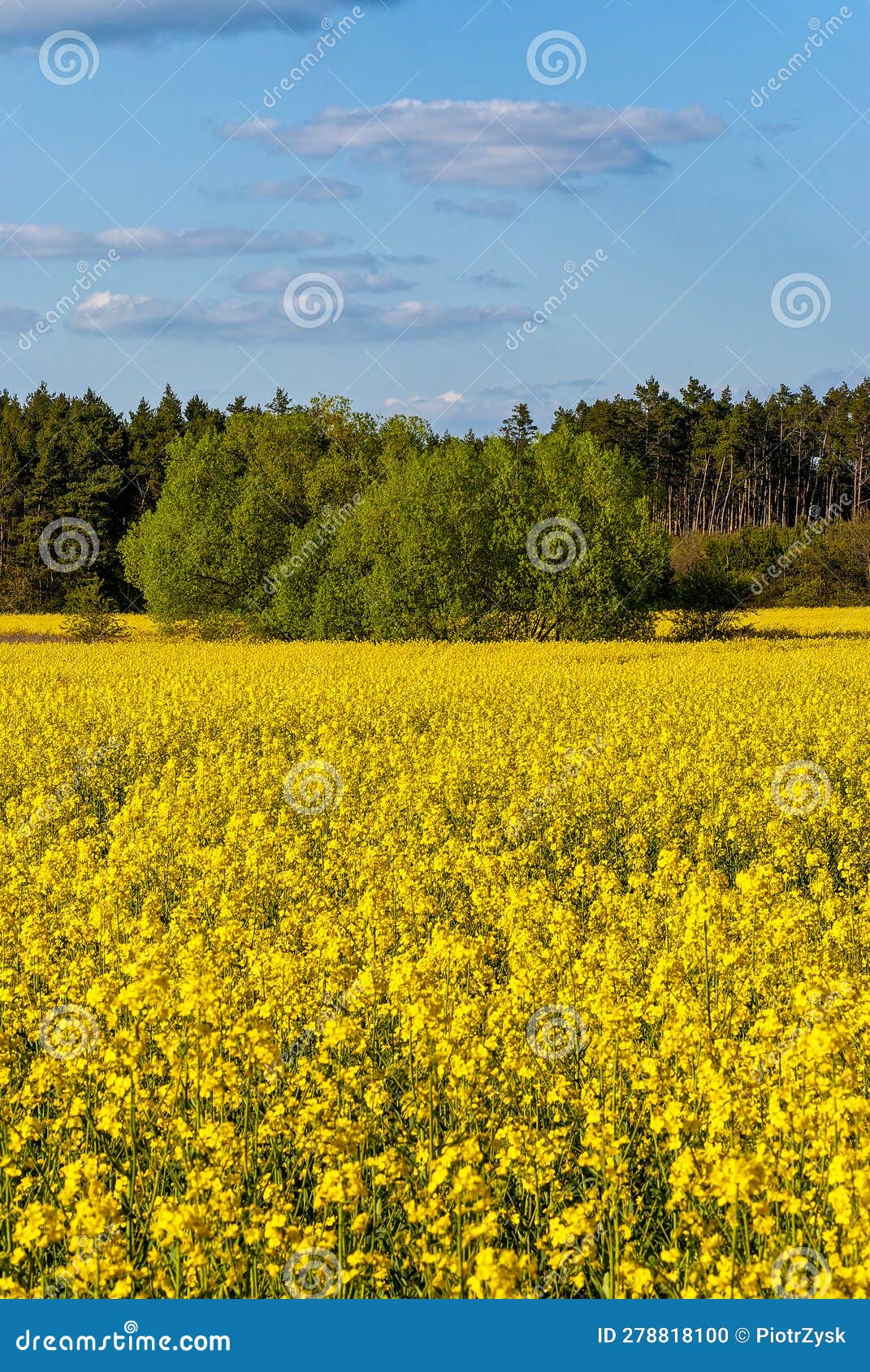 Canola Field, Agricultural Crop - the Beauty of Agriculture Stock Photo ...
