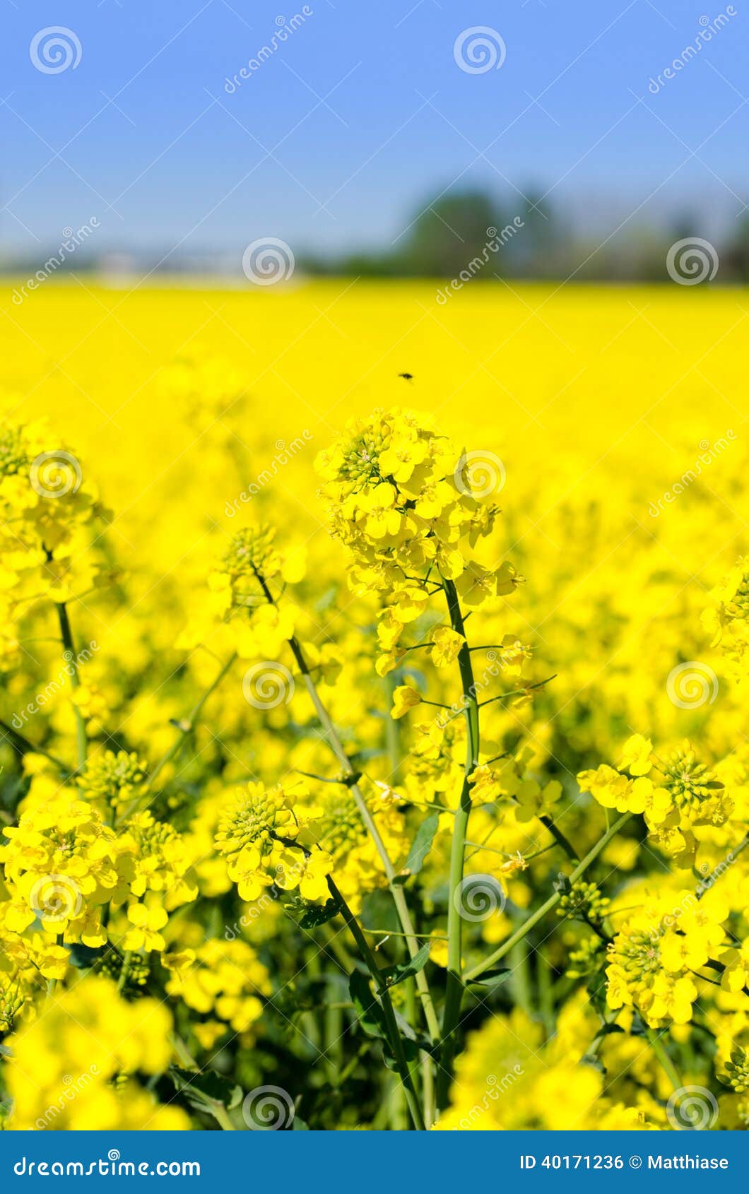 Canola field stock photo. Image of beautiful, growth - 40171236