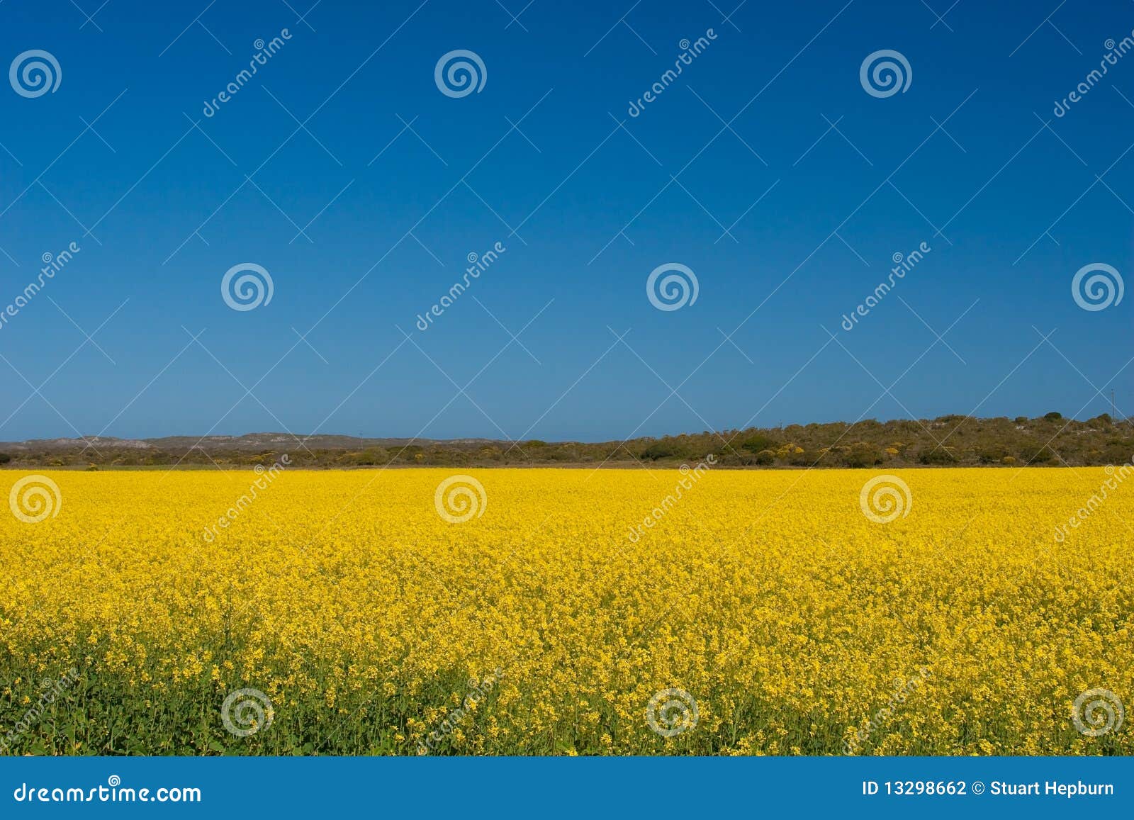 Canola fields in bloom stock photo. Image of countryside - 13298662