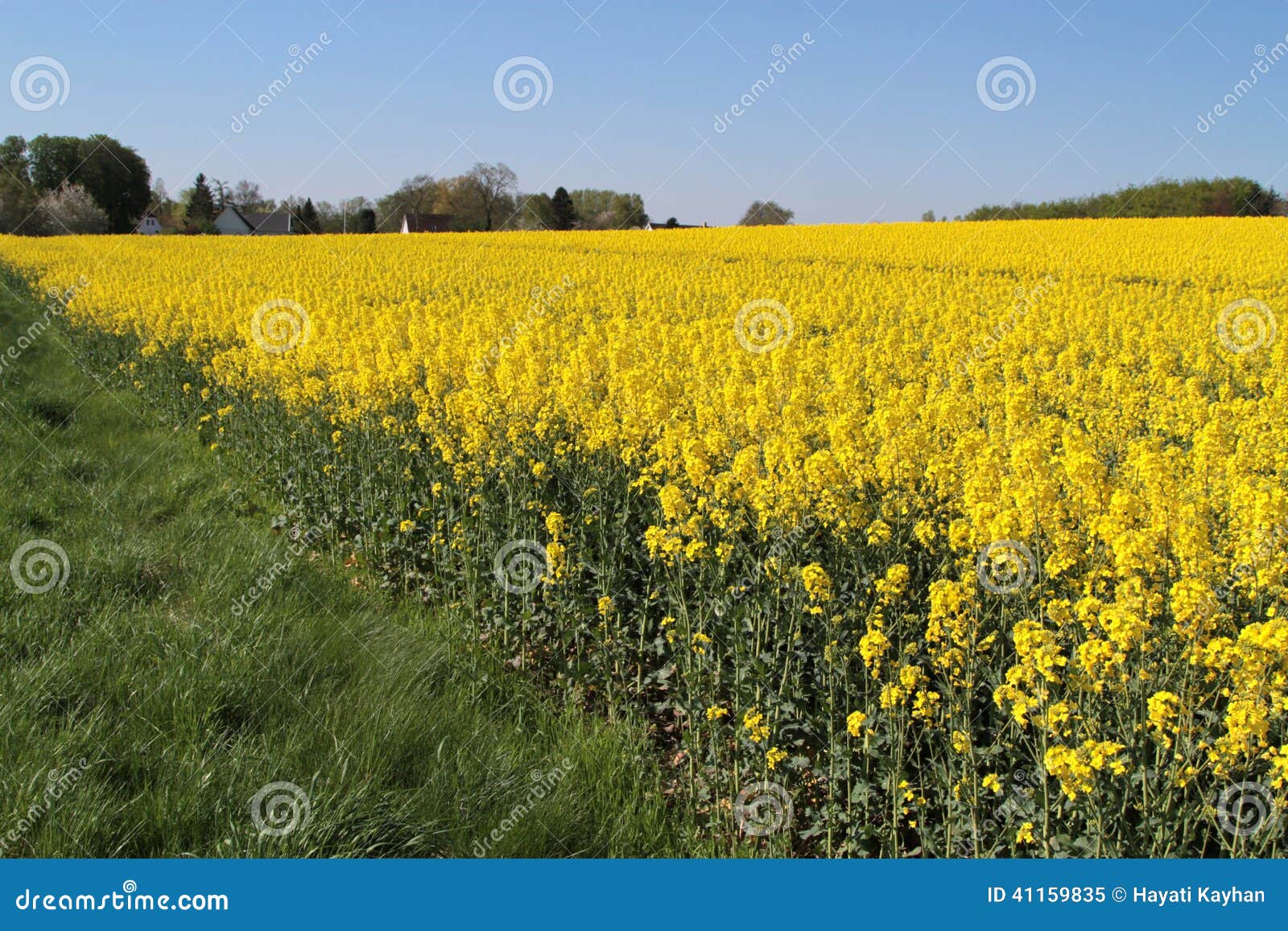 Canola Fields or Rapeseed Plant Stock Image - Image of area ...