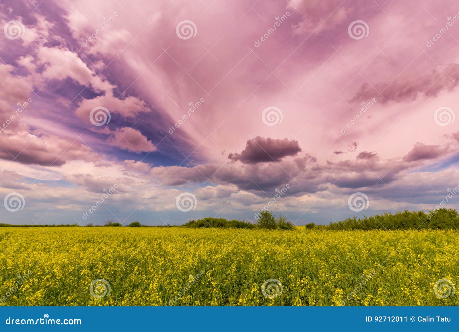 Canola Fields in Rural Area in Europe, and Beautiful Sky Stock Image ...