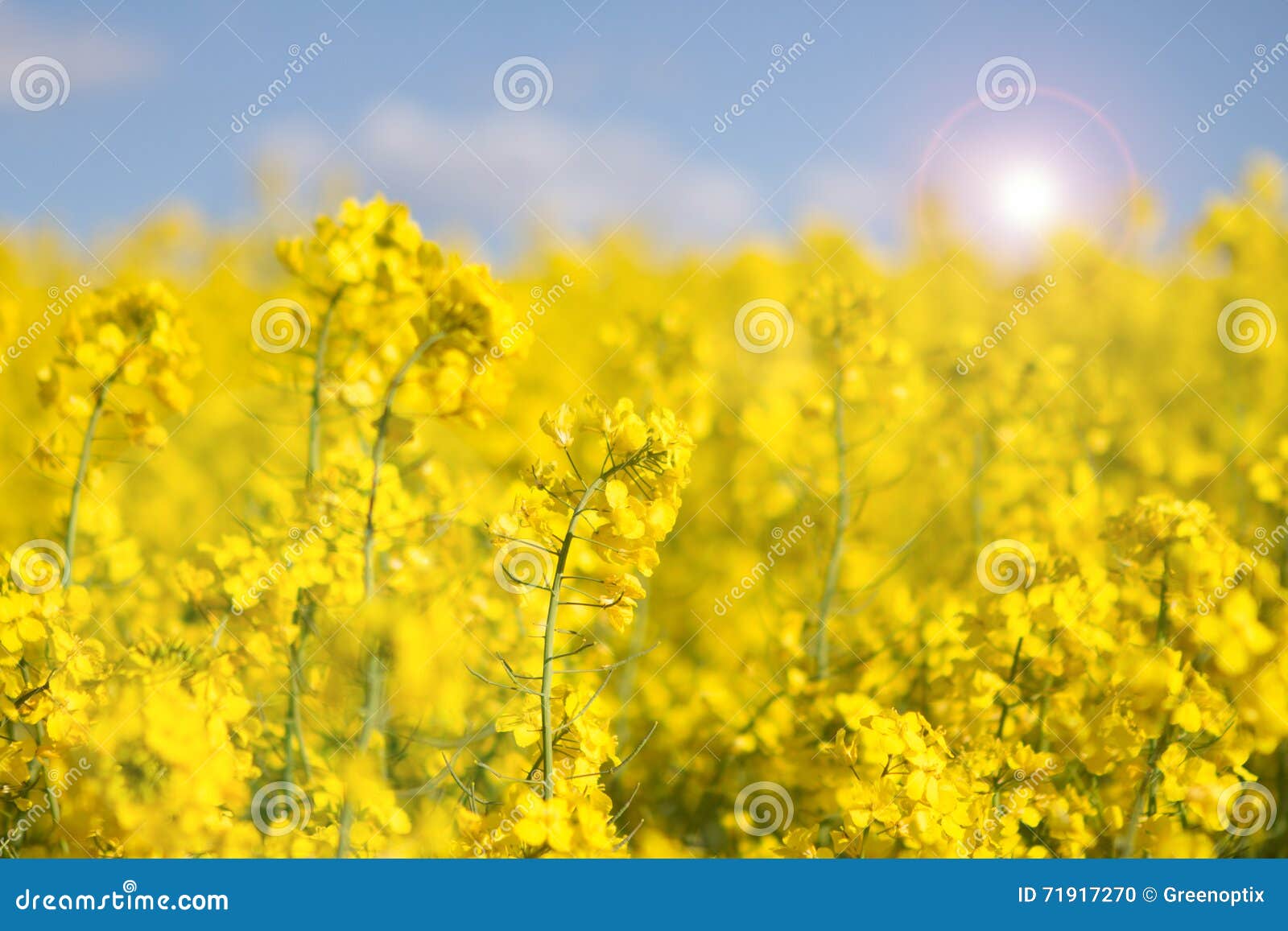 Canola Fields in the Spring Stock Photo - Image of canola, taunus: 71917270