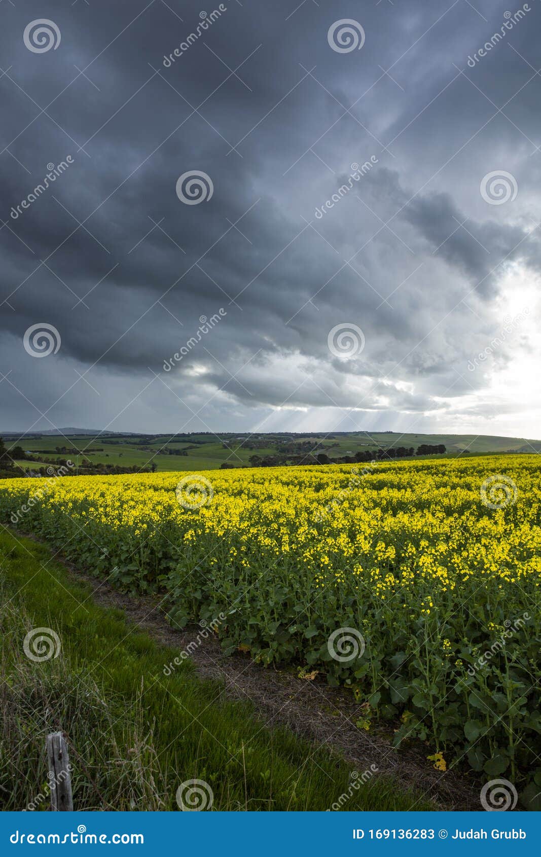 Canola Fields Under Moody Sky Stock Image - Image of dark, hill: 169136283 Canola Fields Under Moody Sky Stock Image - Image of dark, hill: 169136283