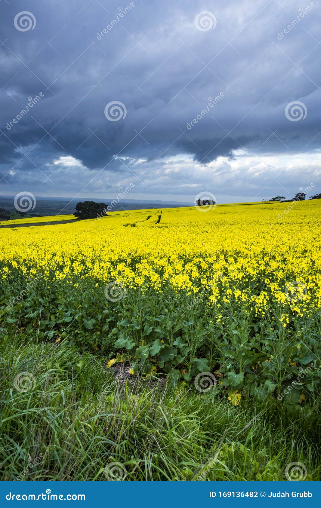 Canola Fields Under Moody Sky Stock Photo - Image of agriculture ... Canola Fields Under Moody Sky Stock Photo - Image of agriculture ...