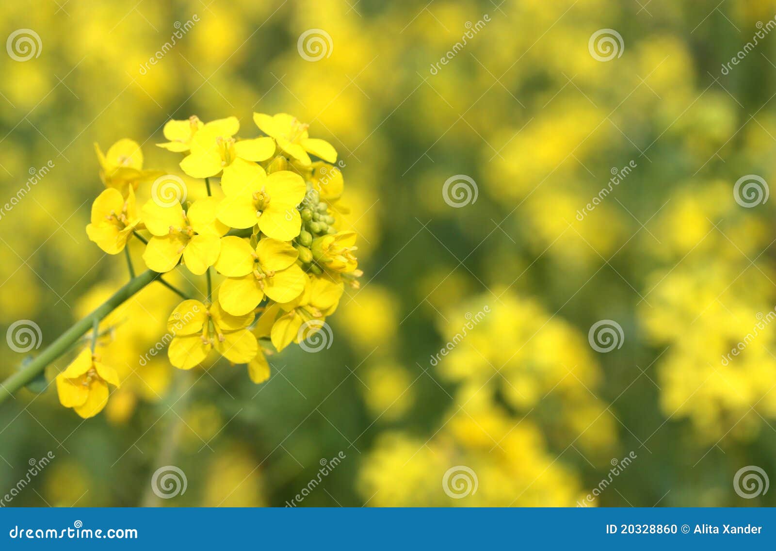 Canola Flower stock photo. Image of diesel, biology, natural - 20328860