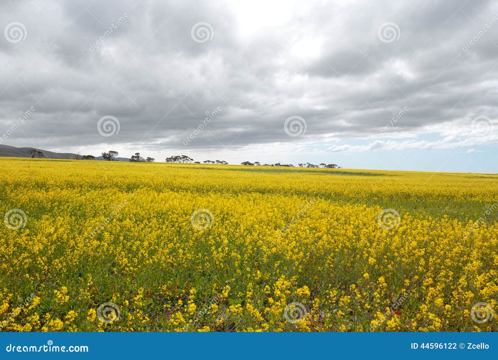 Canola Flower Field in the Spring Stock Photo - Image of outback ...