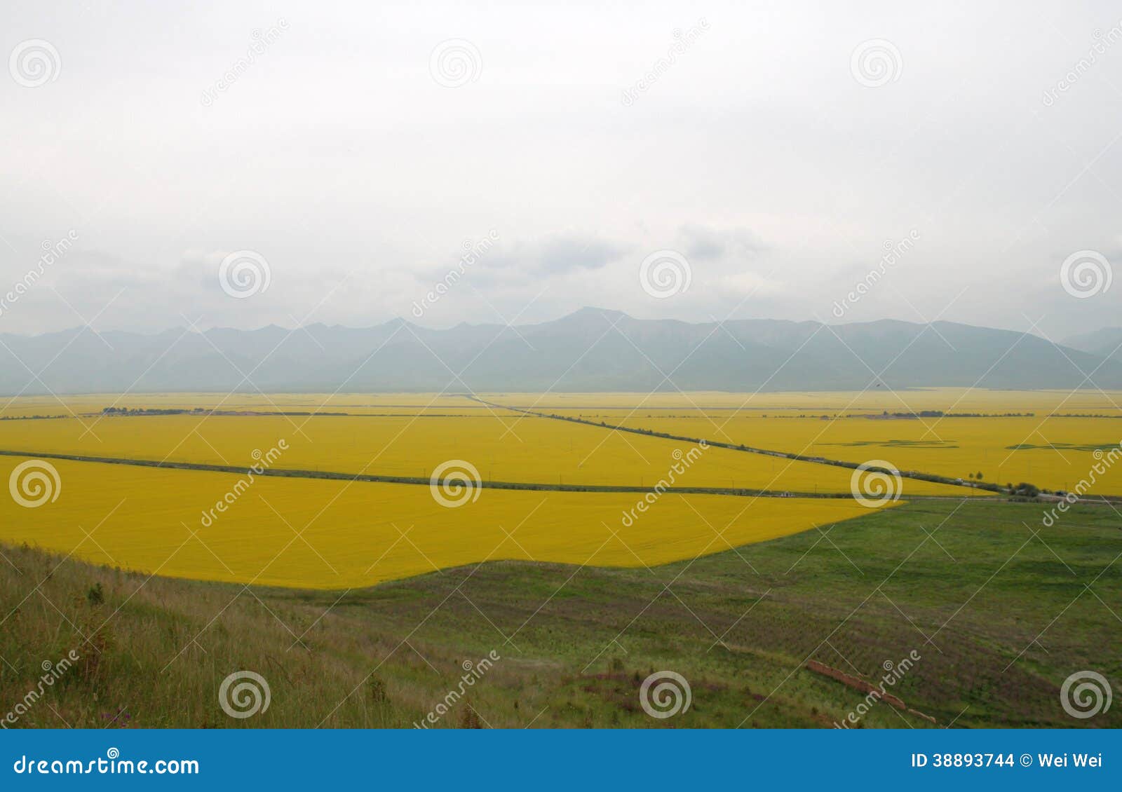 Canola flower fields stock photo. Image of sprint, colorful - 38893744