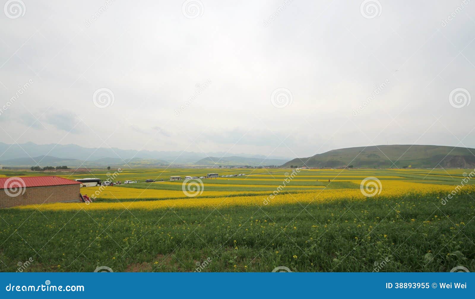 Canola flower fields stock image. Image of sunshine, beautiful - 38893955