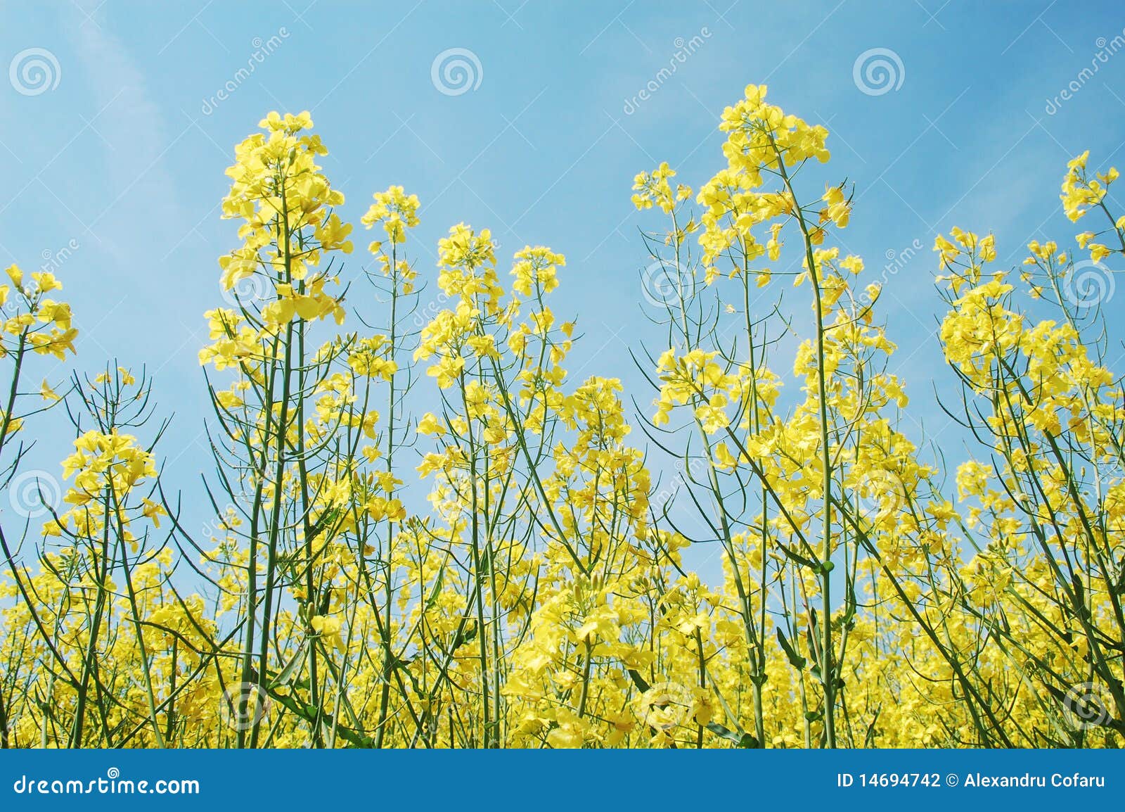 Canola flowers stock photo. Image of agricultural, growing - 14694742
