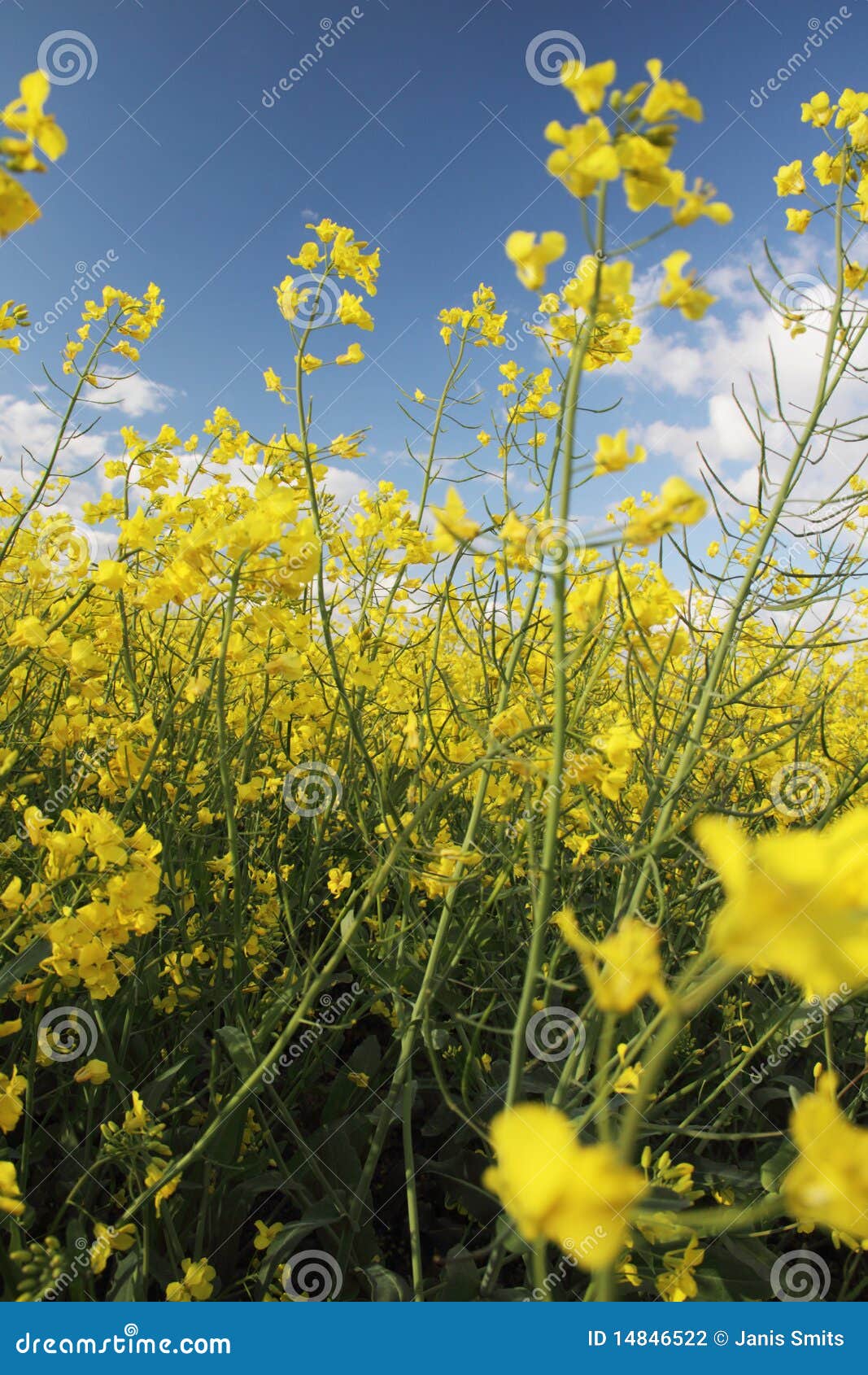 Canola flowers. stock photo. Image of farm, agriculture - 14846522