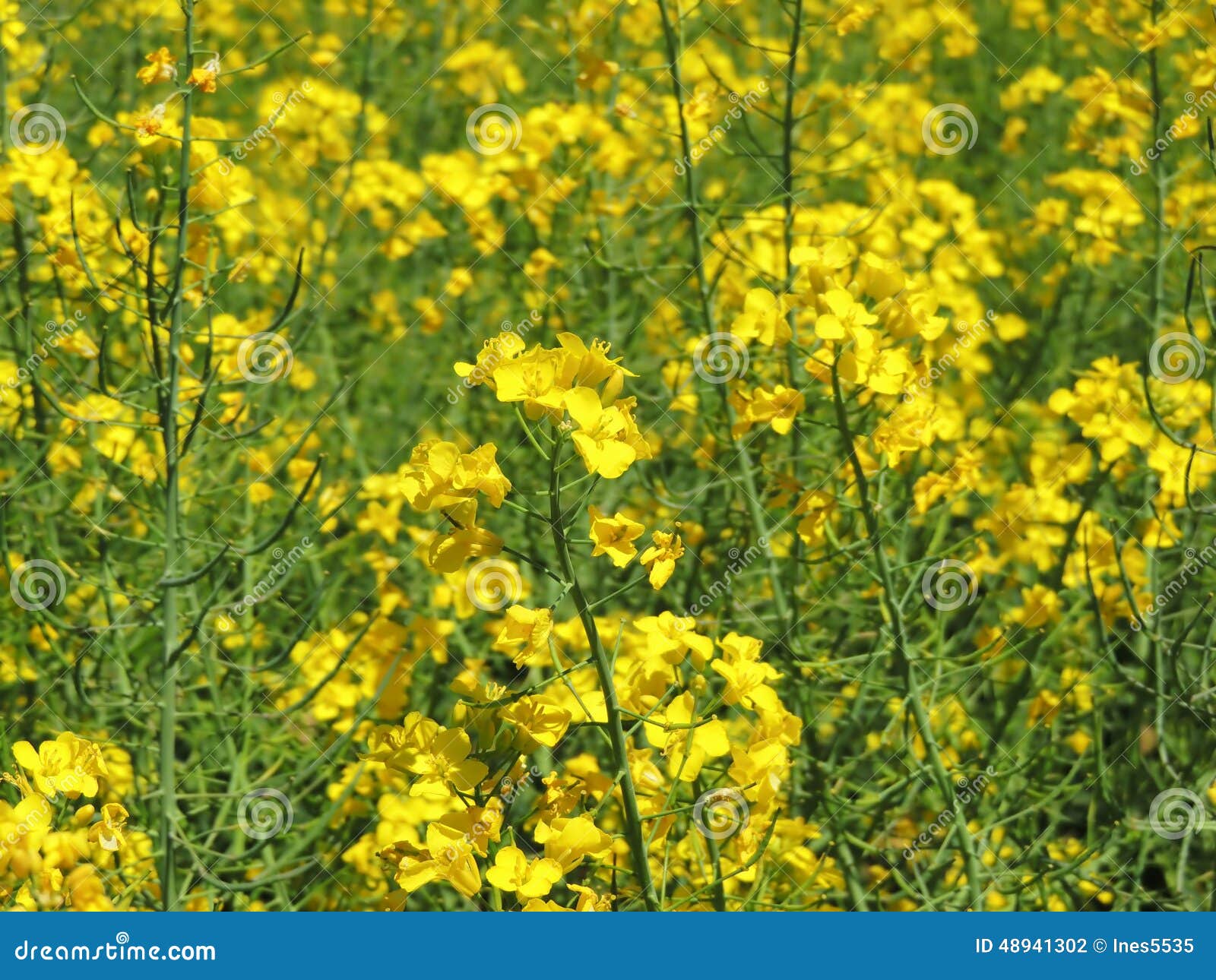 Canola flowers stock photo. Image of crop, bloom, flower - 48941302