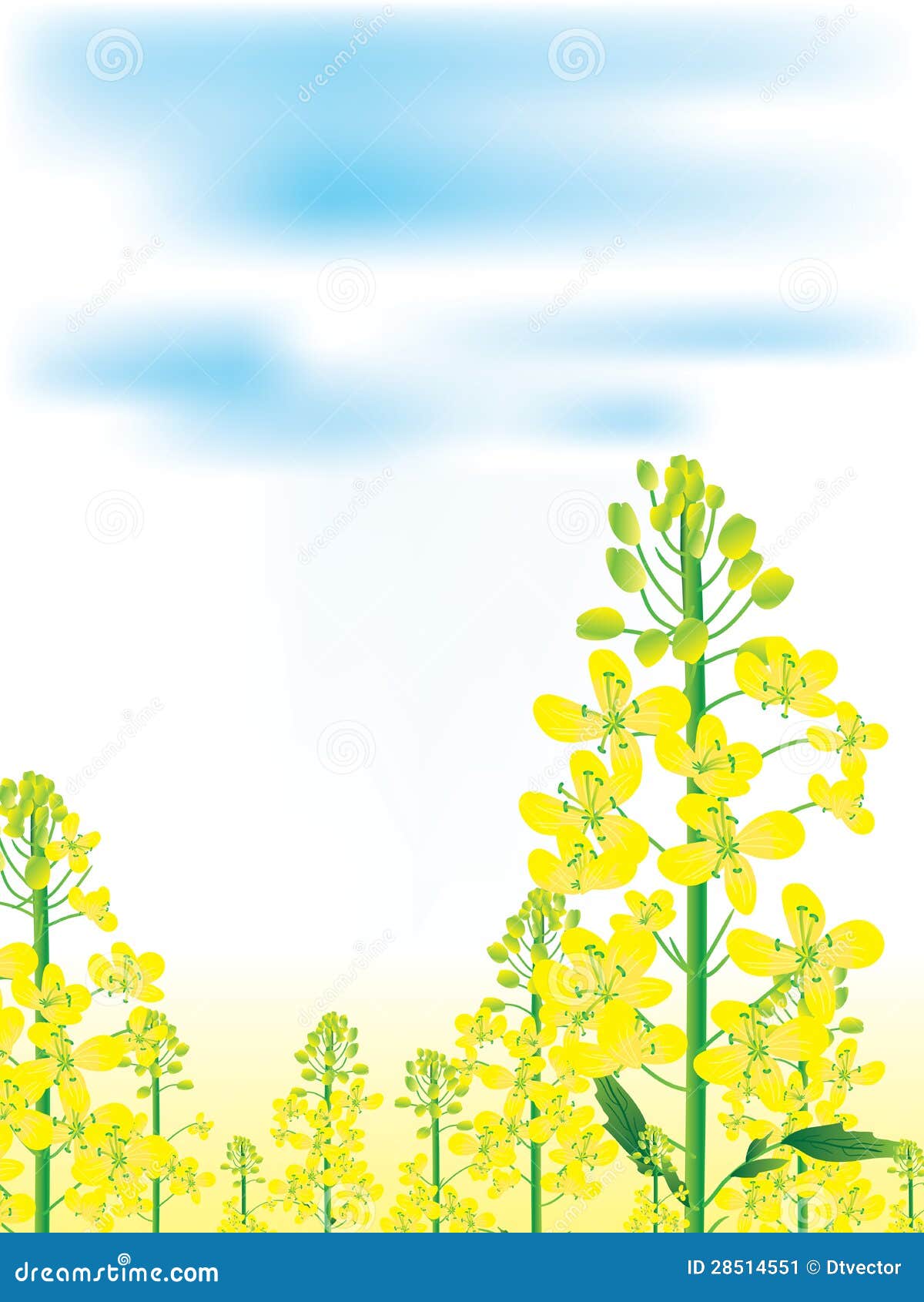Canola Flowers Landscape_eps Stock Vector - Illustration of border ...