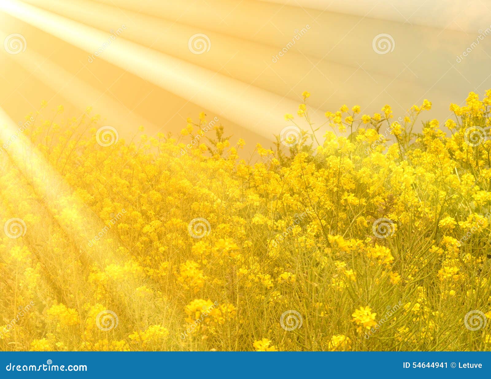 Canola golden sunshine stock image. Image of sunlight - 54644941