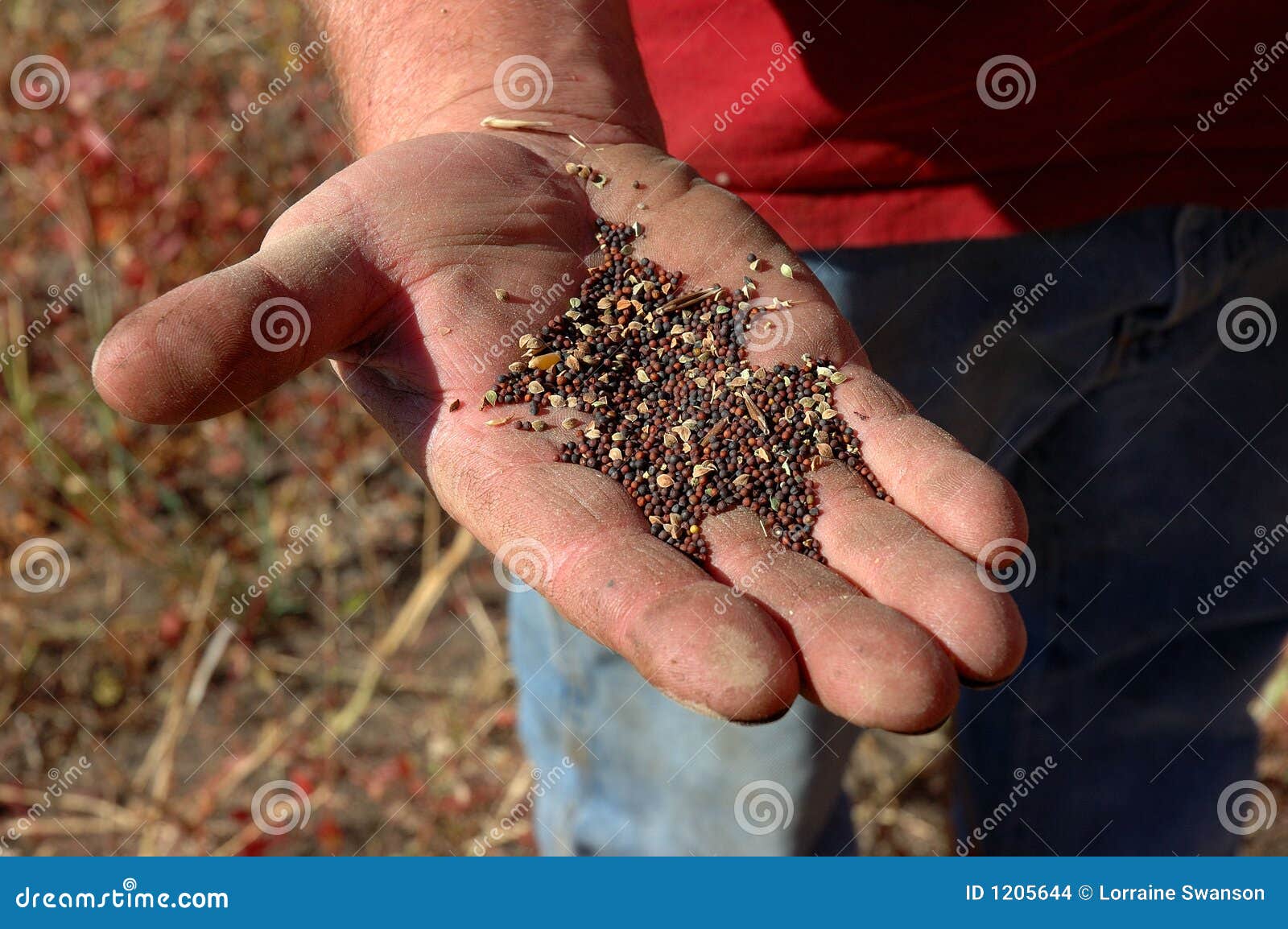 Canola Grain in Man s Hand stock photo. Image of pasta - 1205644
