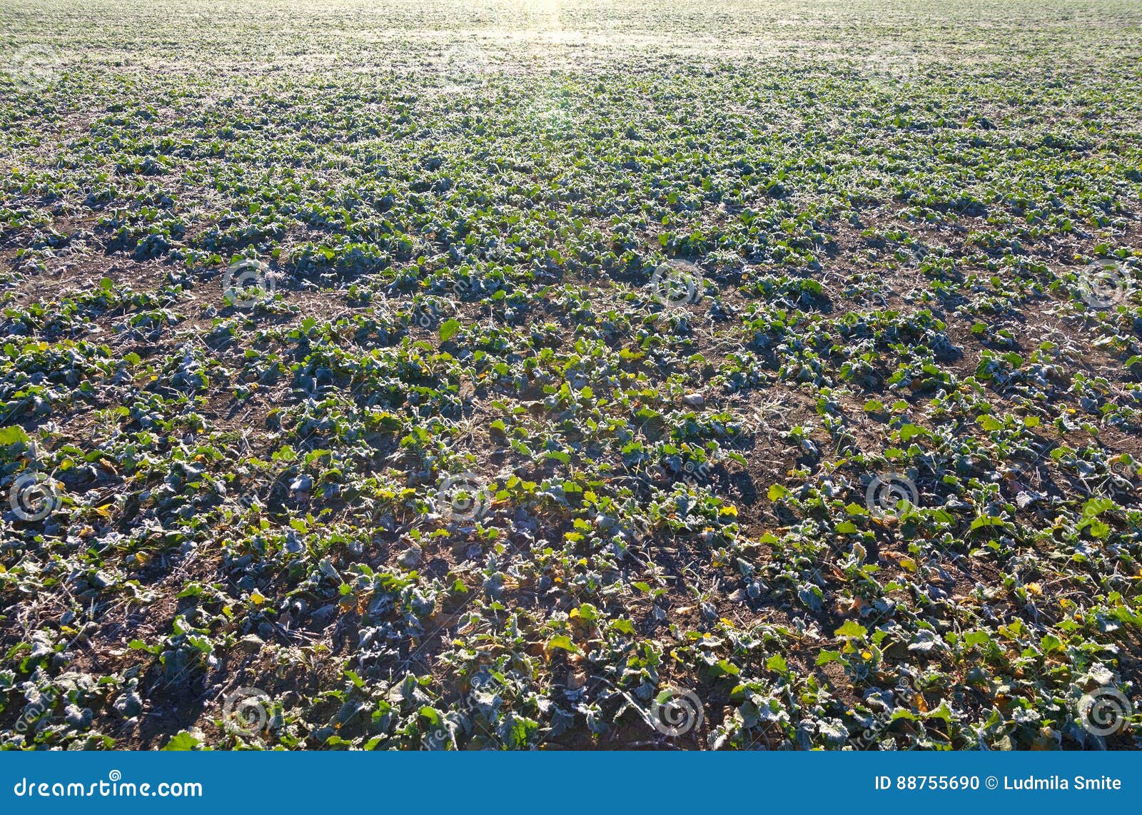 Canola growing on a field. stock photo. Image of canola - 88755690