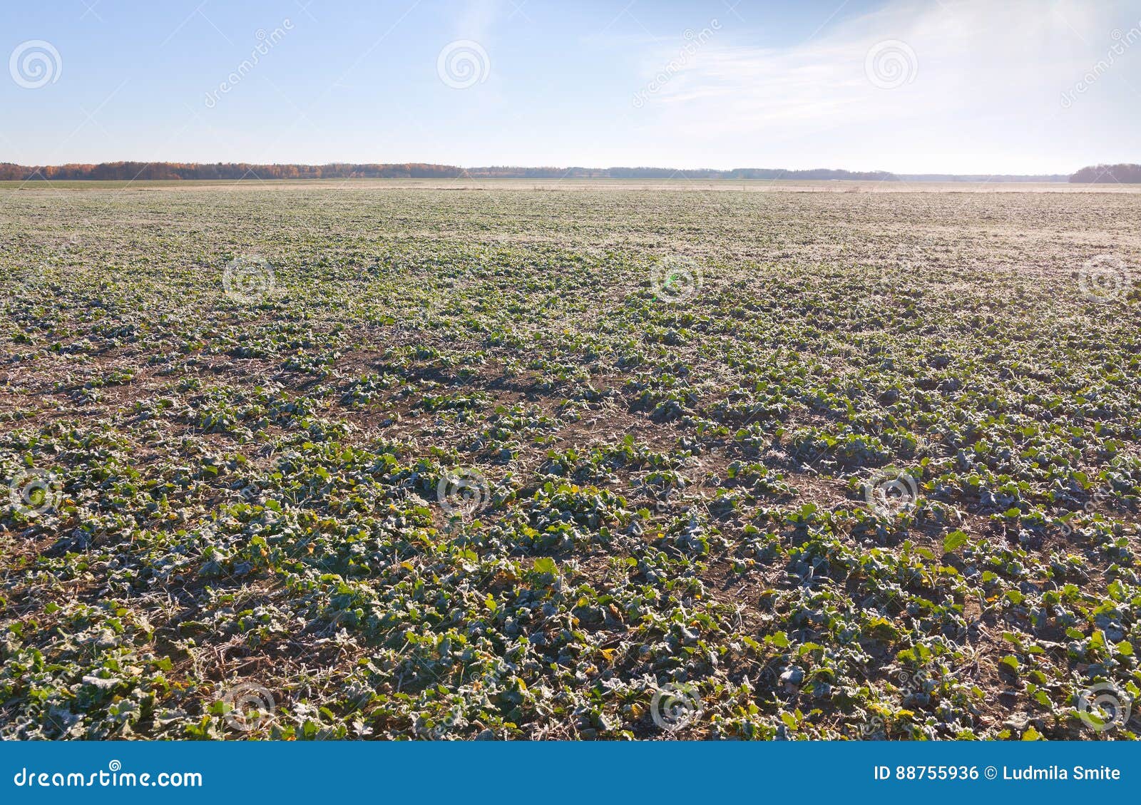 Canola growing on a field. stock photo. Image of leaf - 88755936