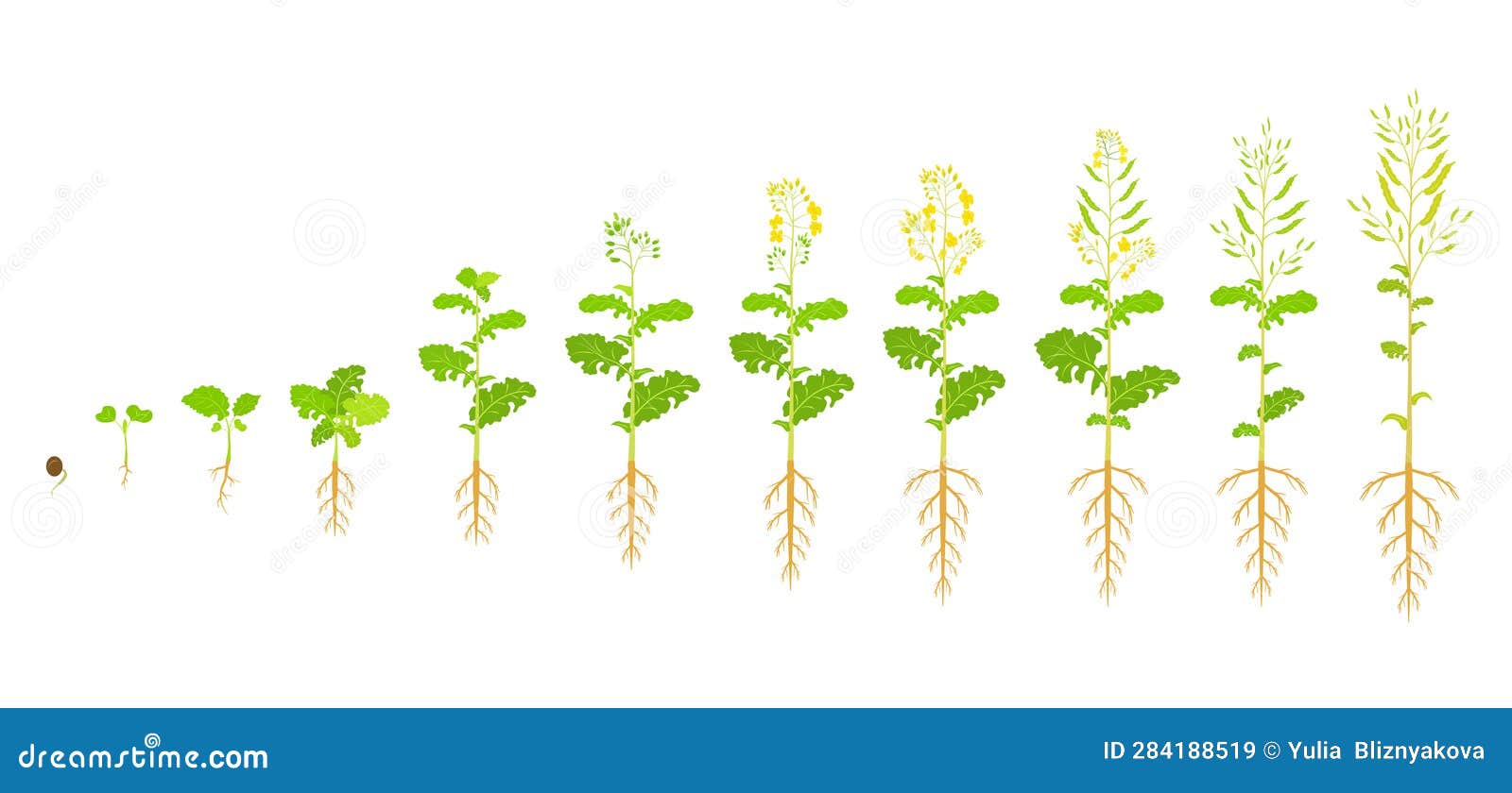 Rapeseed Cycle Of Life. Oilseed Plant Round Growth Stages. Growing ...