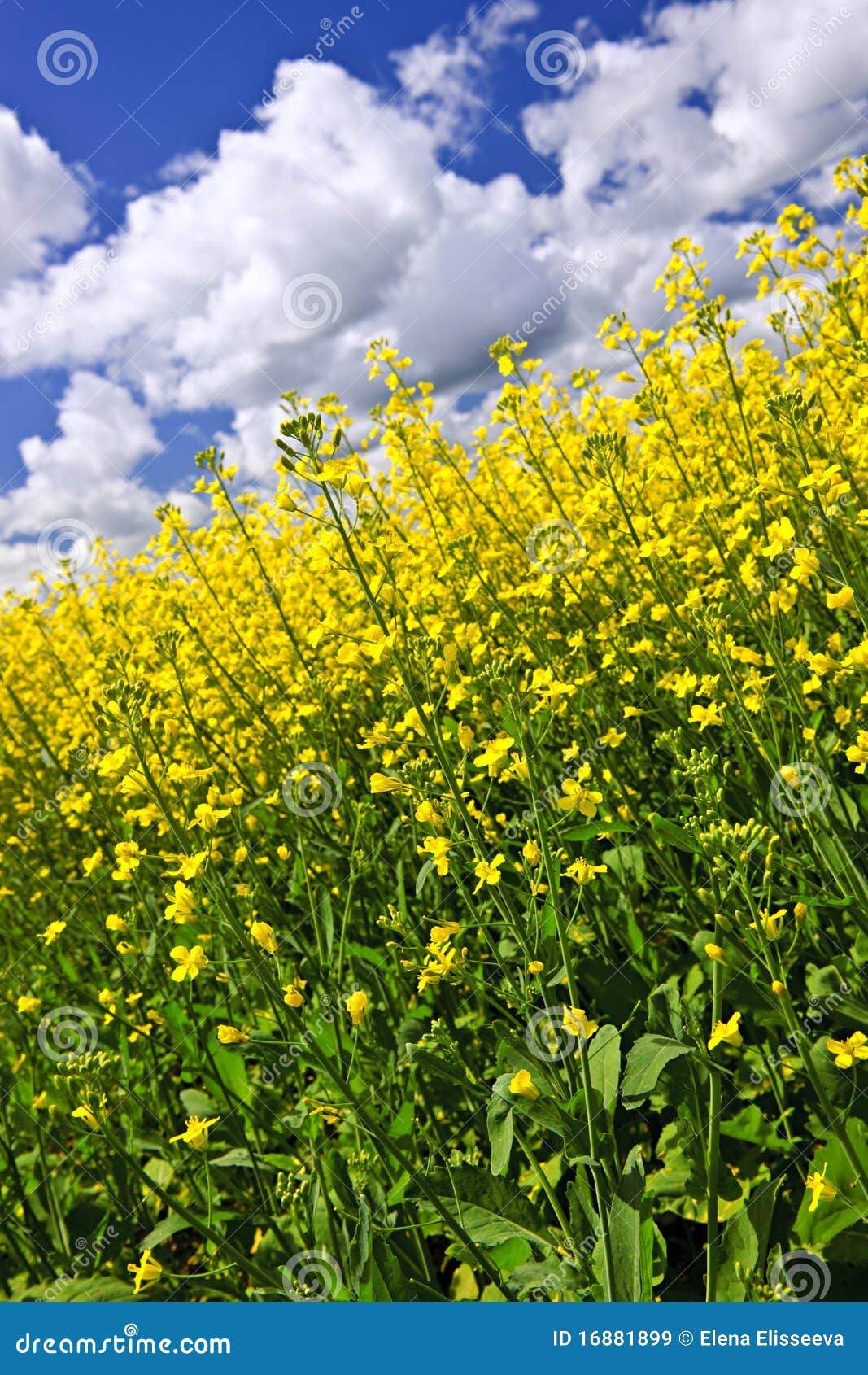 Canola plants in field stock image. Image of harvest - 16881899