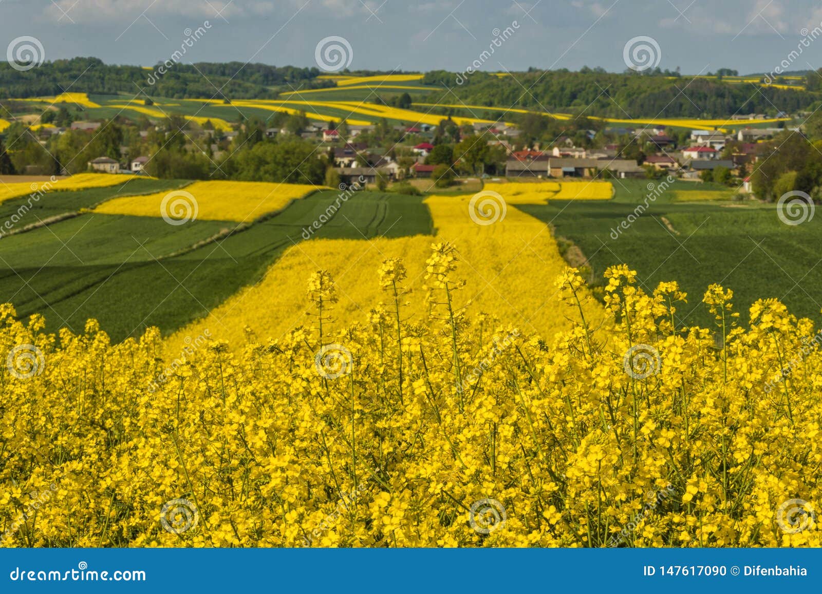 Canola or Flowers Blooming on Fields Stock Photo - Image of biology ...