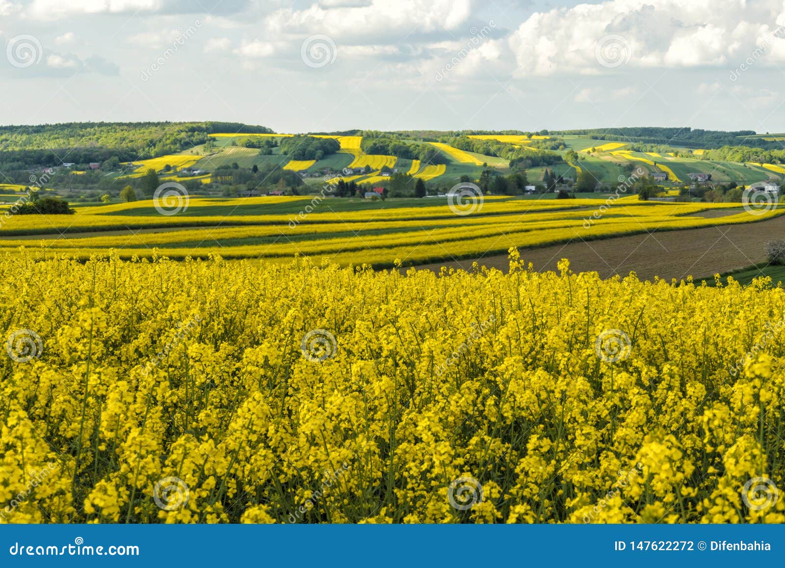 Canola or Flowers Blooming on Fields Stock Photo - Image of diesel ...