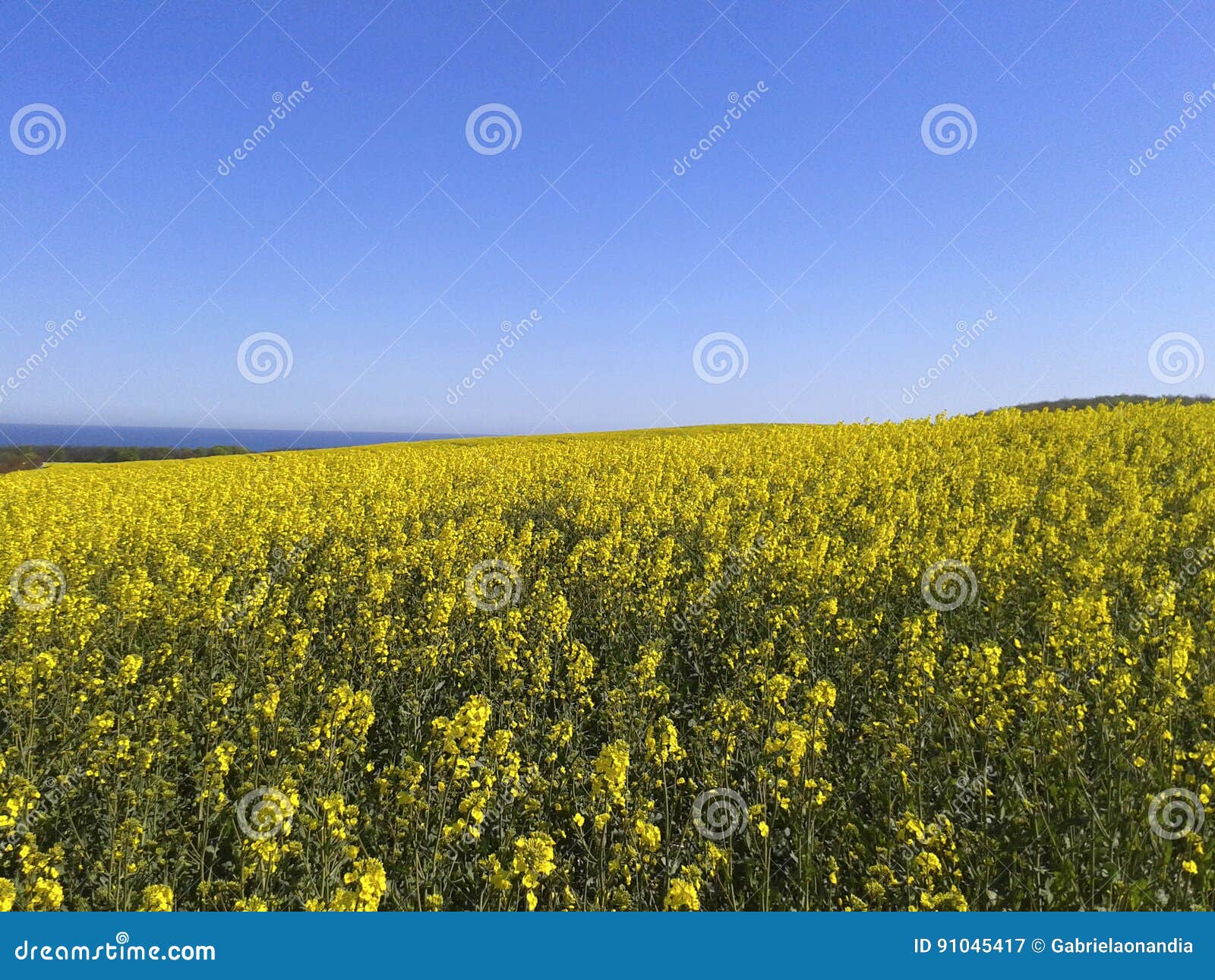 Canola spring stock image. Image of germany, meadow, flowers - 91045417