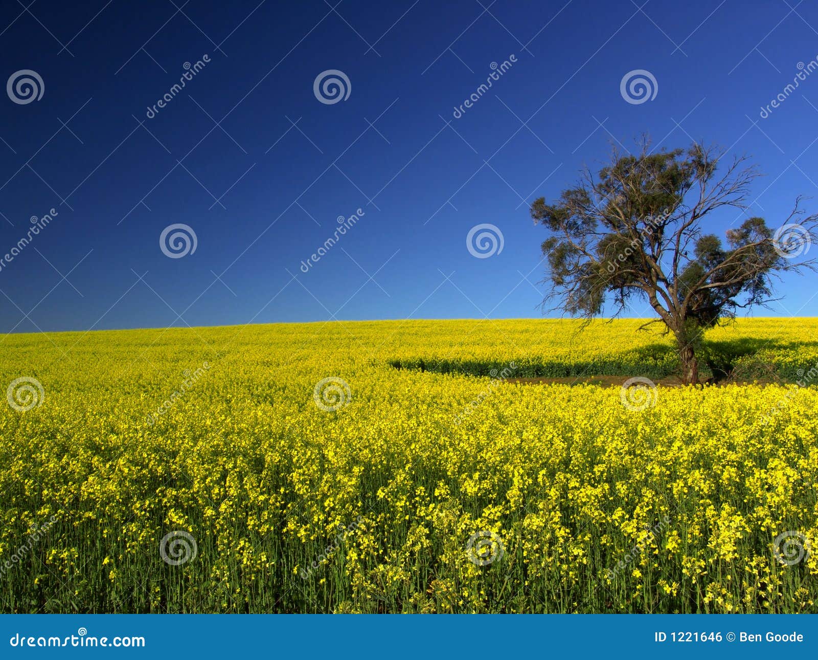 Canola Tree stock photo. Image of blue, field, flower - 1221646
