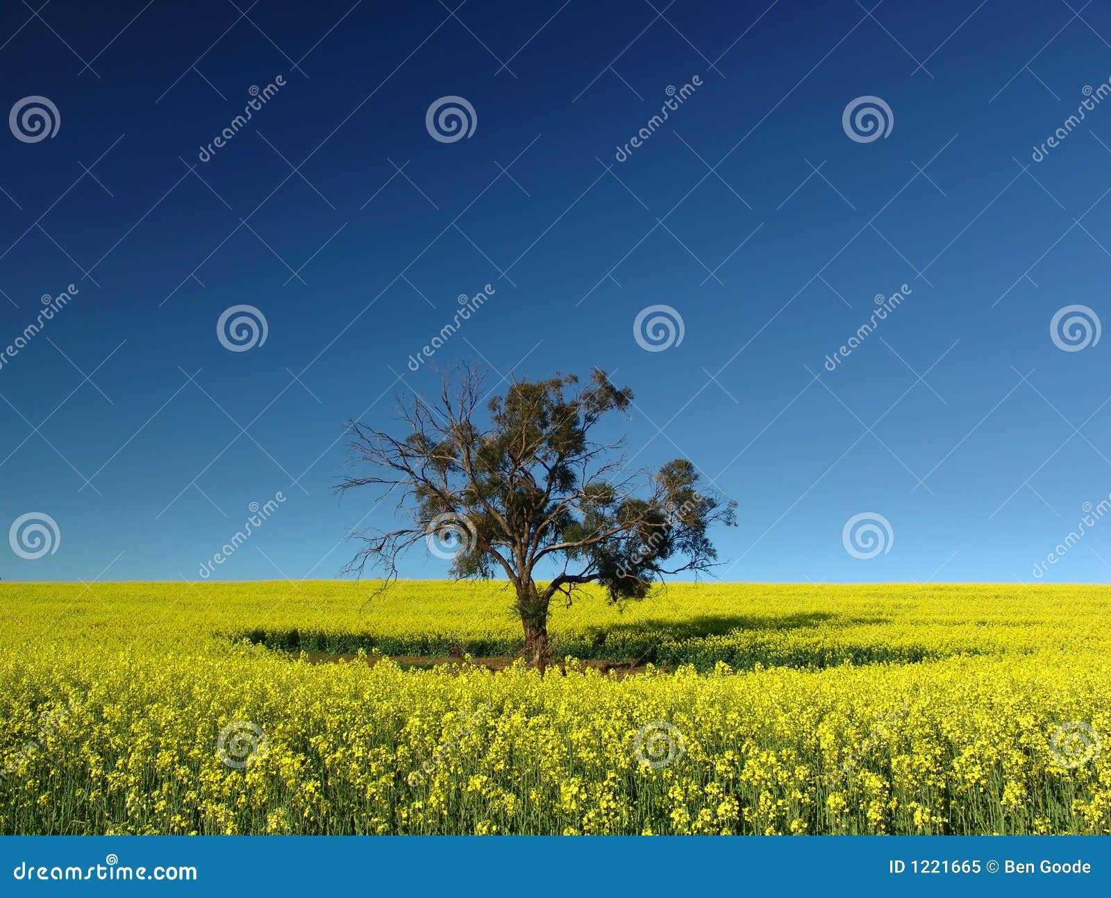 Canola Tree stock image. Image of field, abundance, agriculture - 1221665