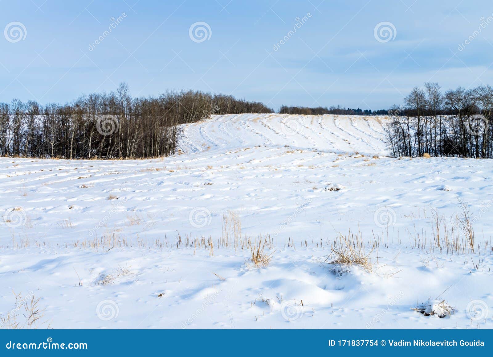 Canola Windrow Swath Covered with Snow in Winter Stock Photo - Image of ...