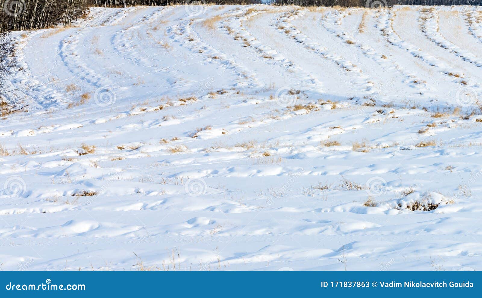Canola Windrow Swath Covered with Snow in Winter Stock Image - Image of ...