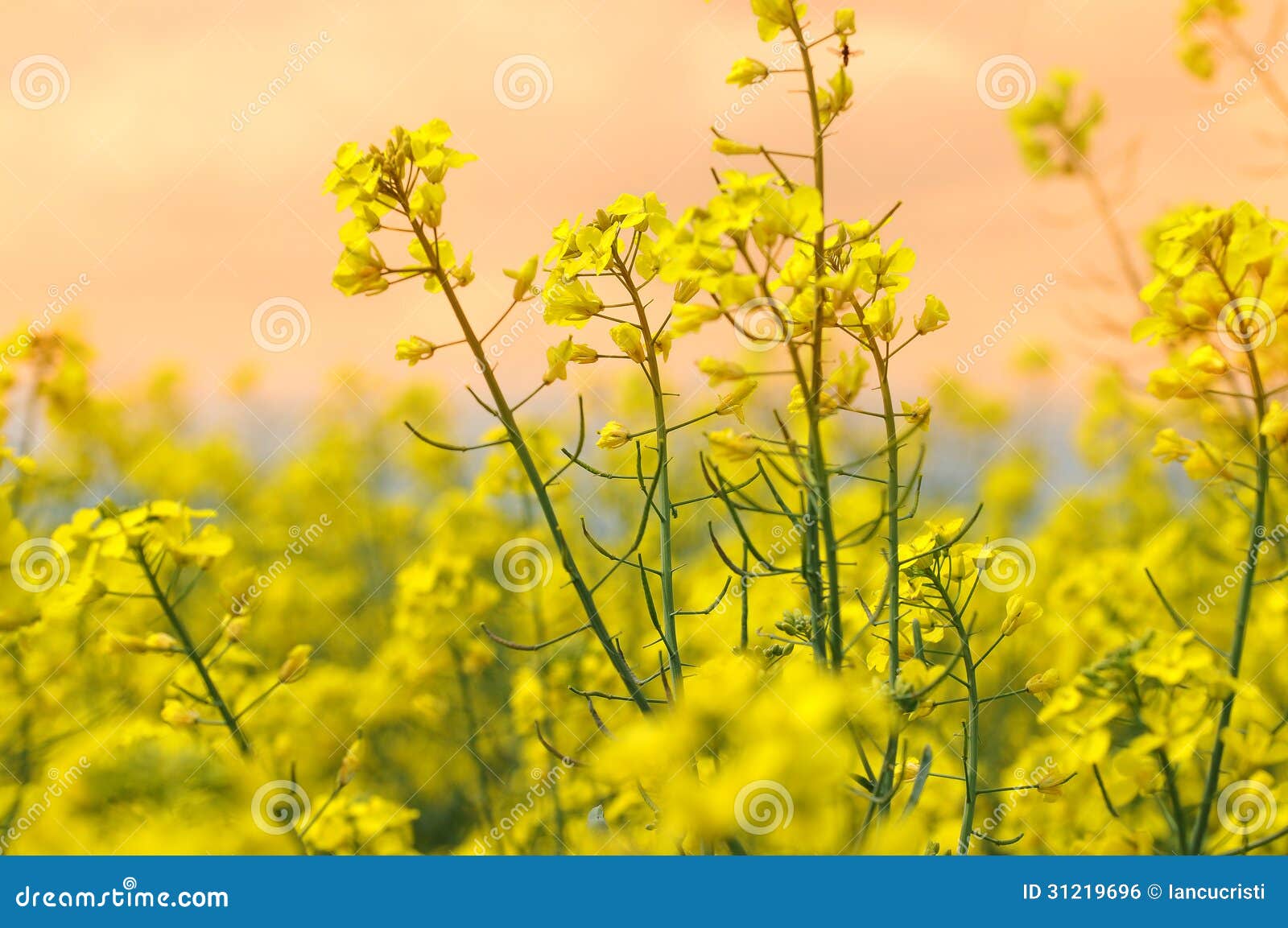 Canolagebied in Een Heldere Zonnige De Lentedag Stock Foto - Image of ...