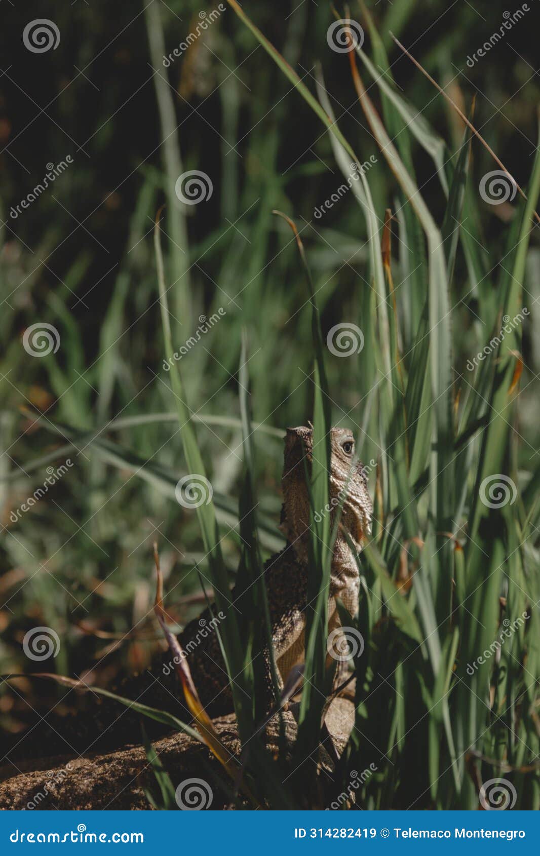 Wildlife in Bloom: a Lizard S Stealthy Encounter Amidst Nature S ...