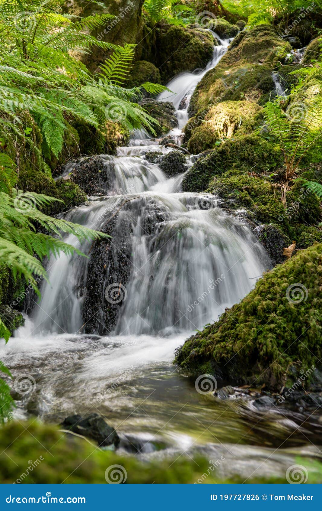 Canonteign falls stock photo. Image of freshwater, flowing - 197727826