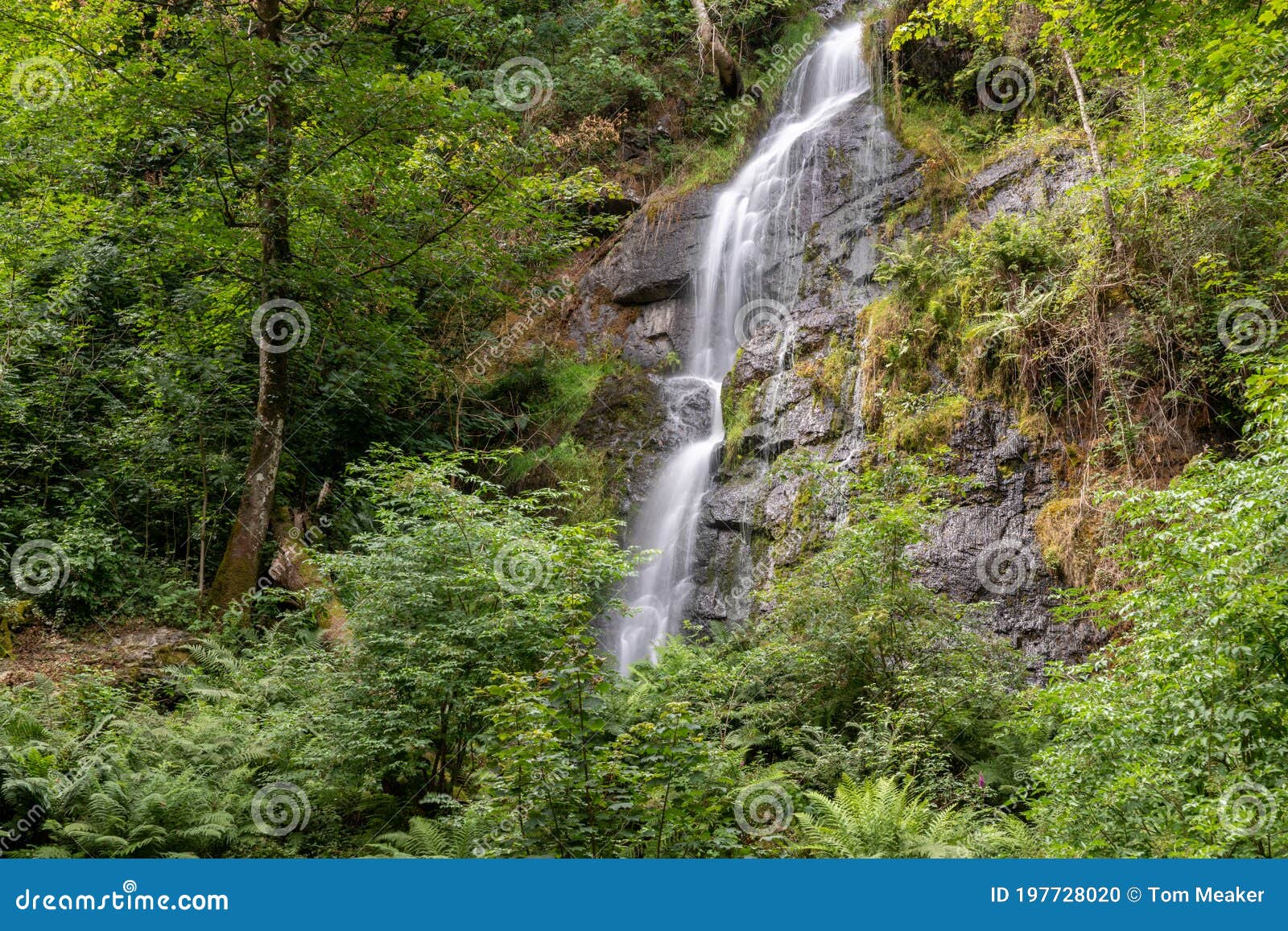 Canonteign falls stock photo. Image of cascade, devon - 197728020